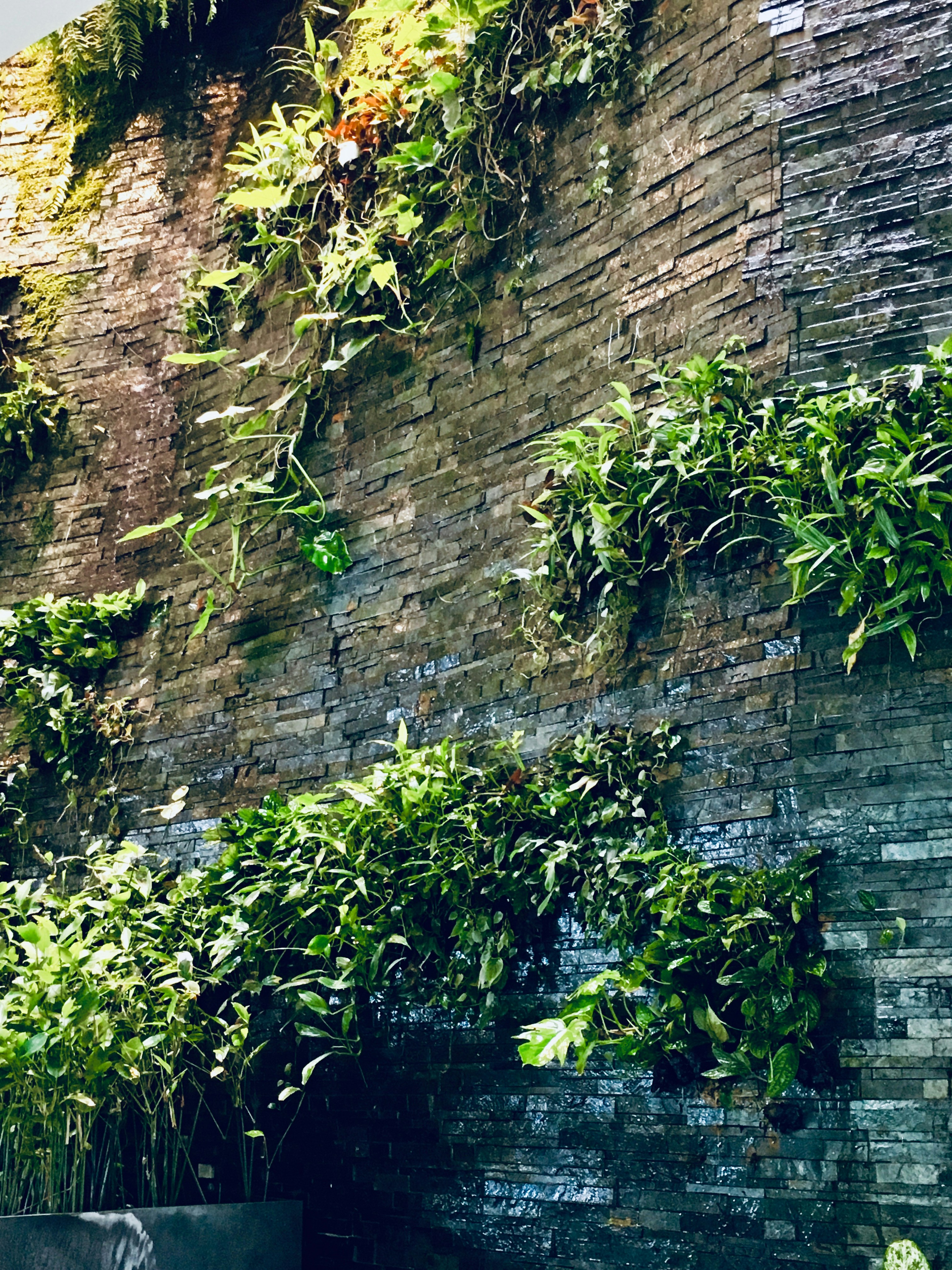 Living Wall Art: Exploring Vertical Gardens as Functional and Aesthetic ...