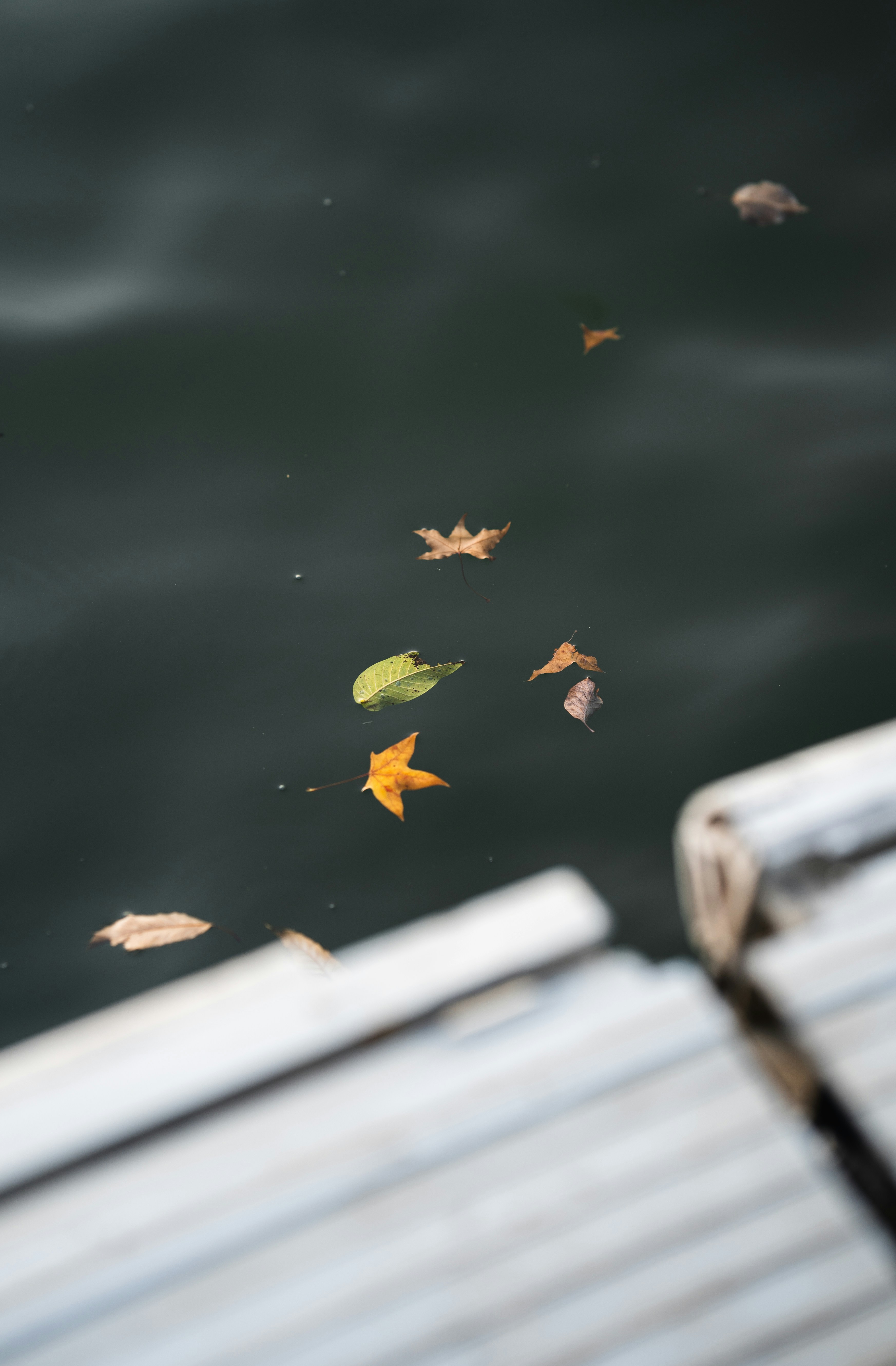 Floating Ember: One Leaf Among Quiet Ripples