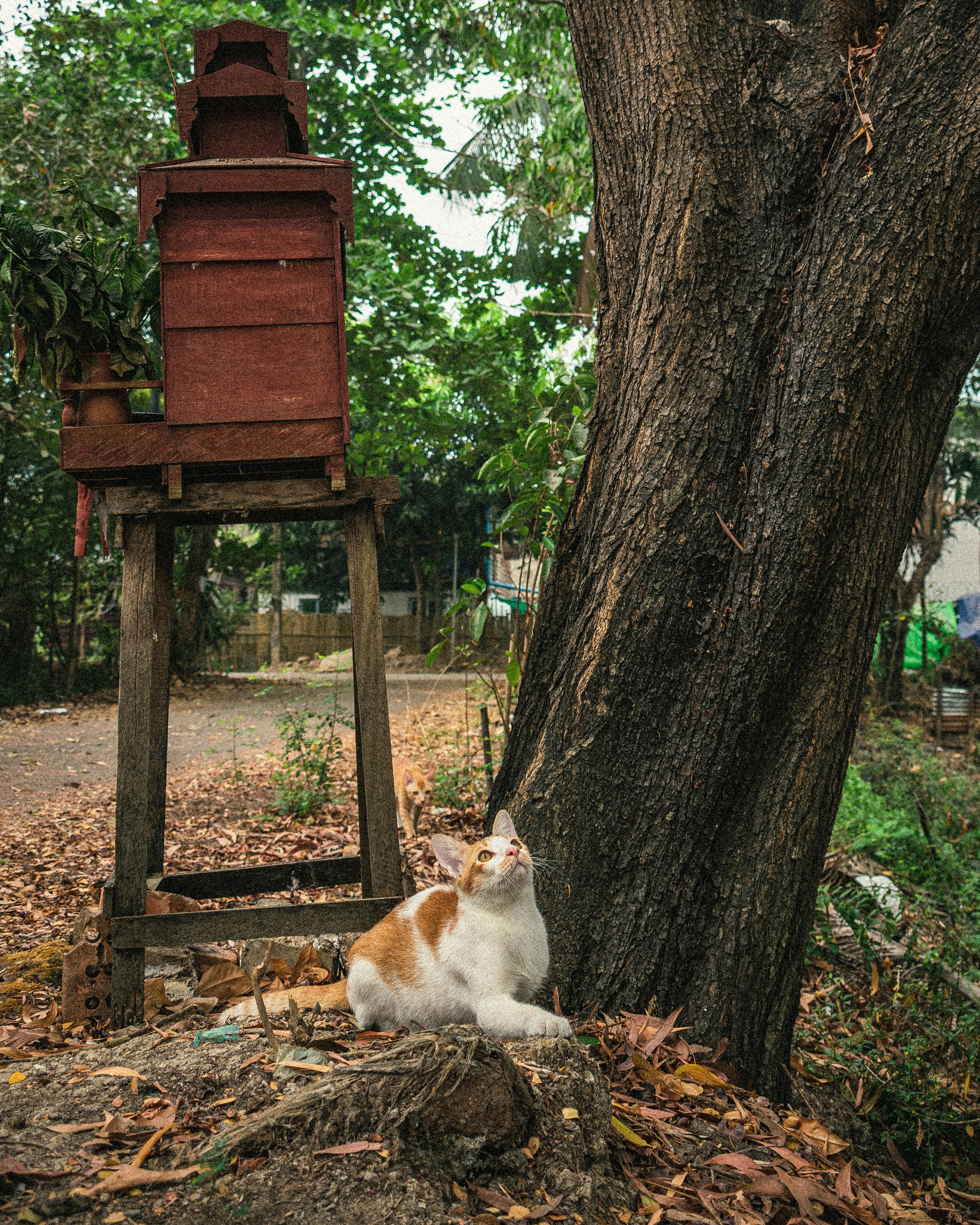 orange and white cat on brown dried leaves