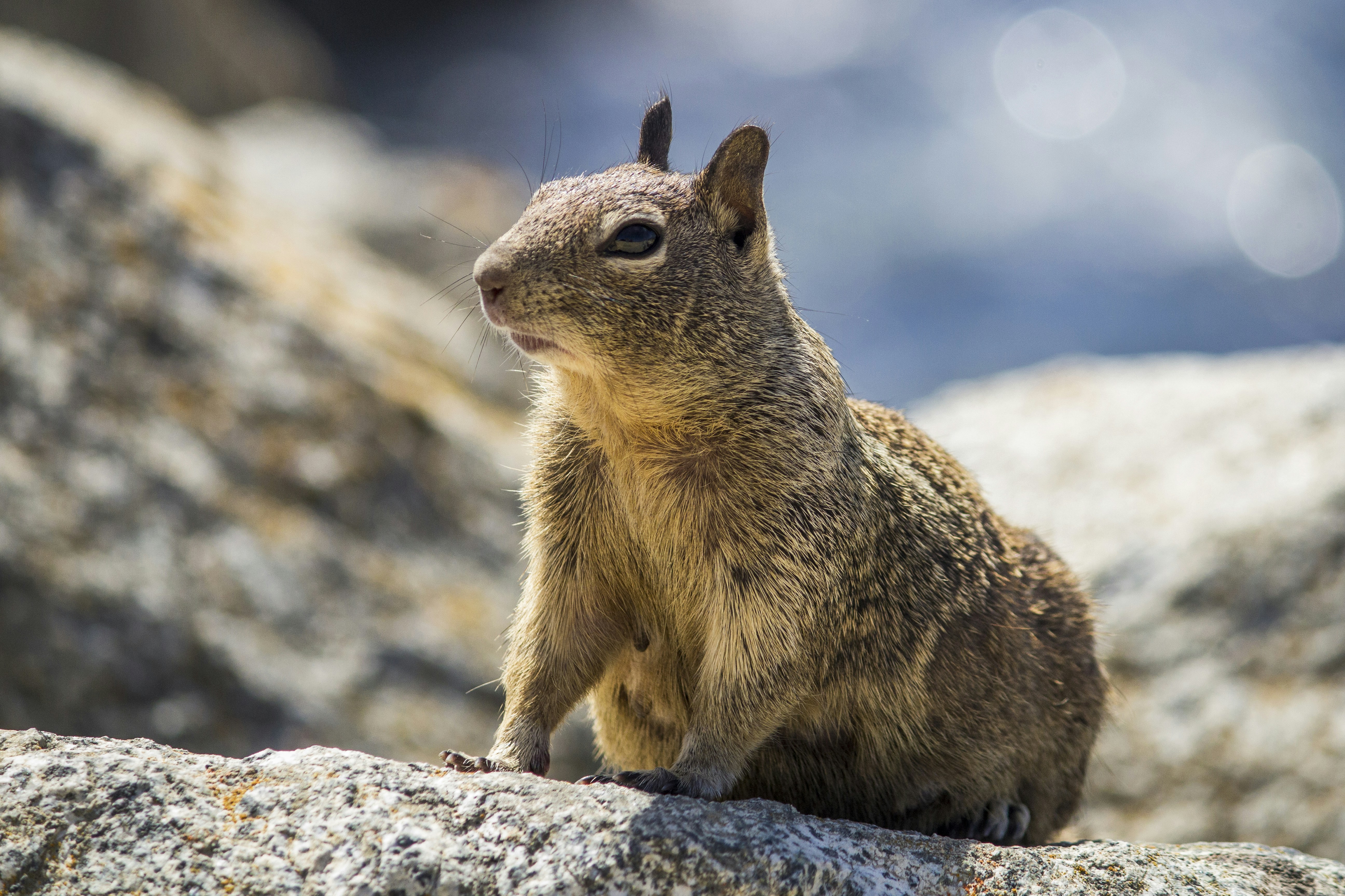 Squirrel perched on sunlit rocks with a blurred, bokeh background.