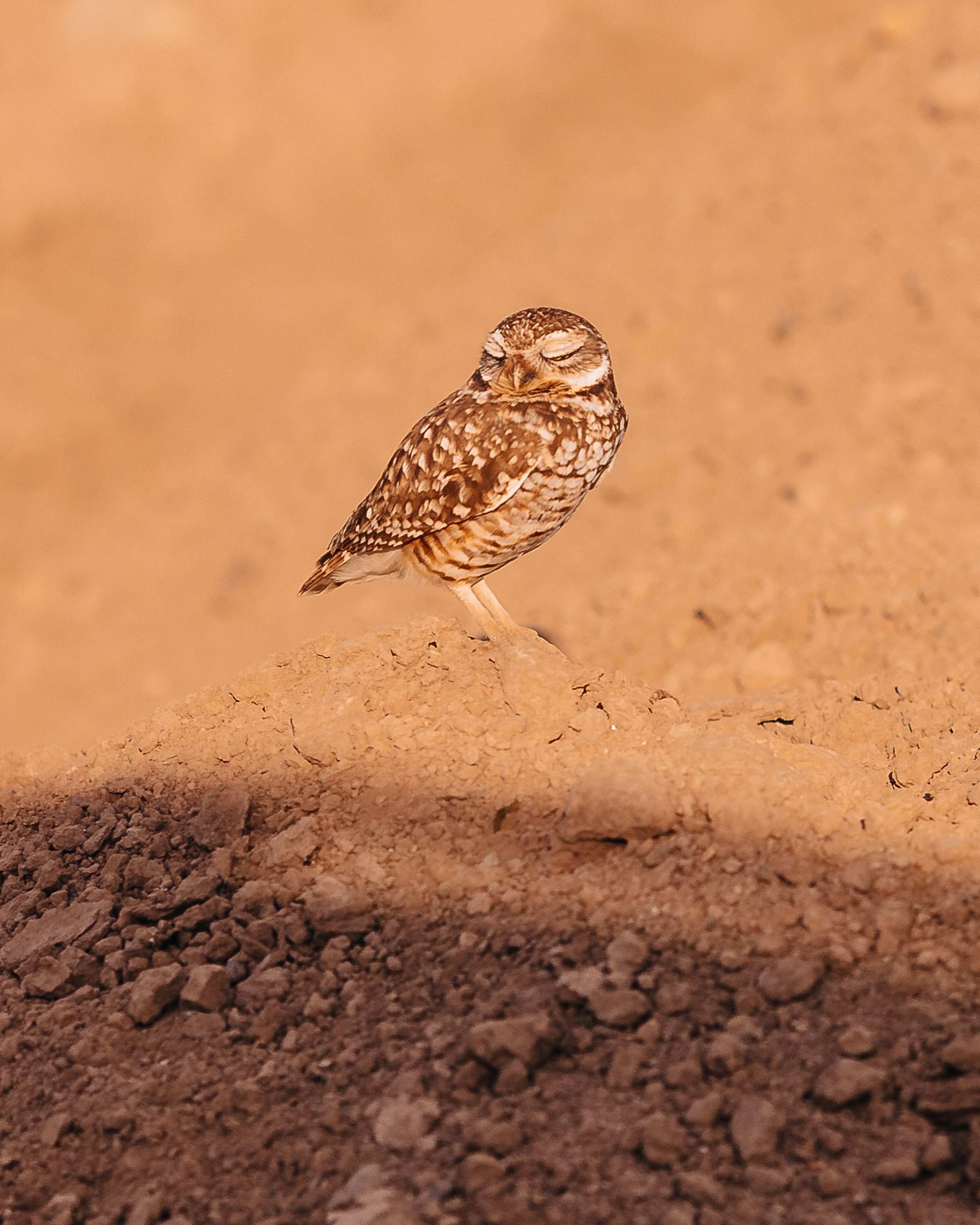 Silent Sentinel on Sun-Baked Earth