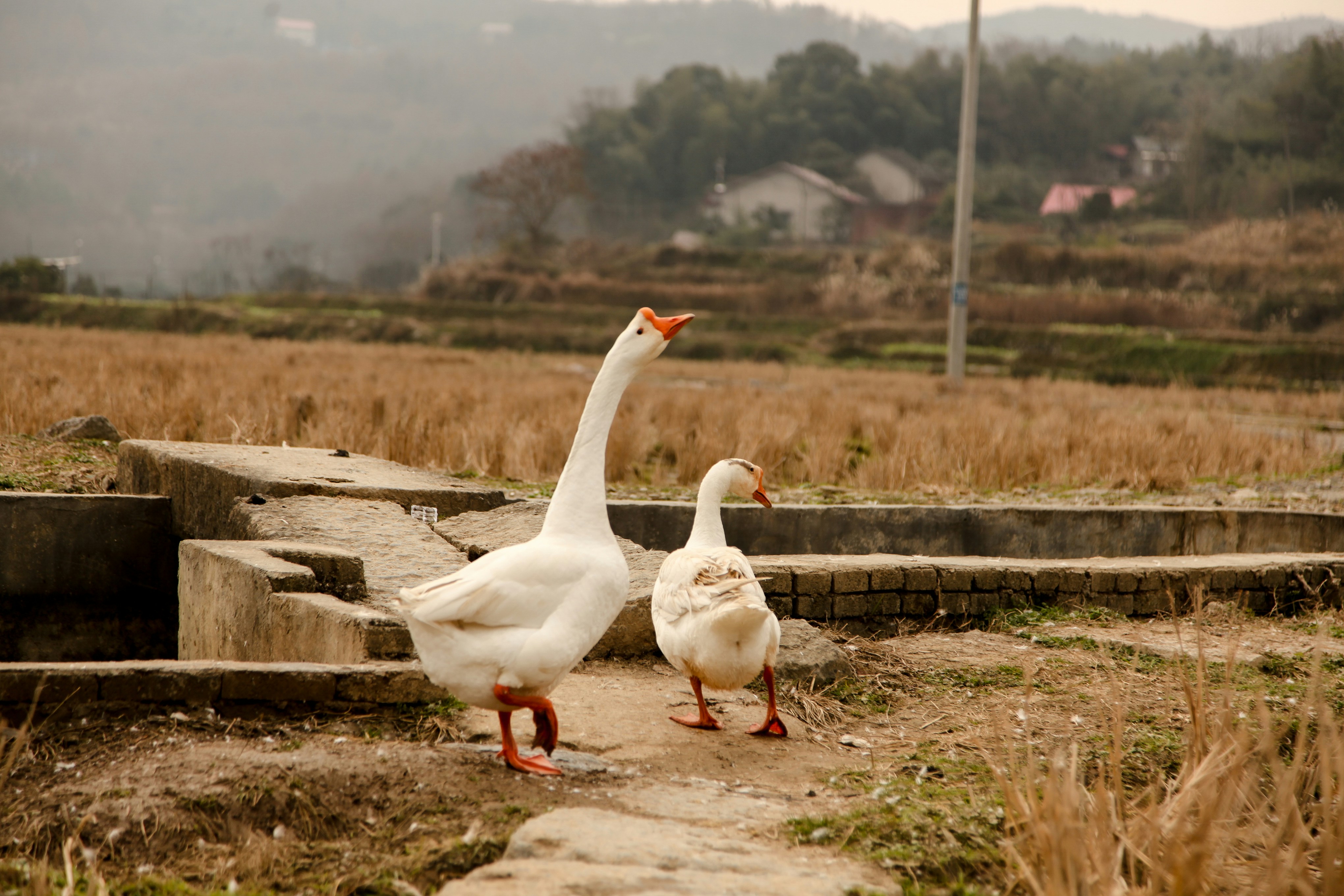 Ducks on a Country Stroll