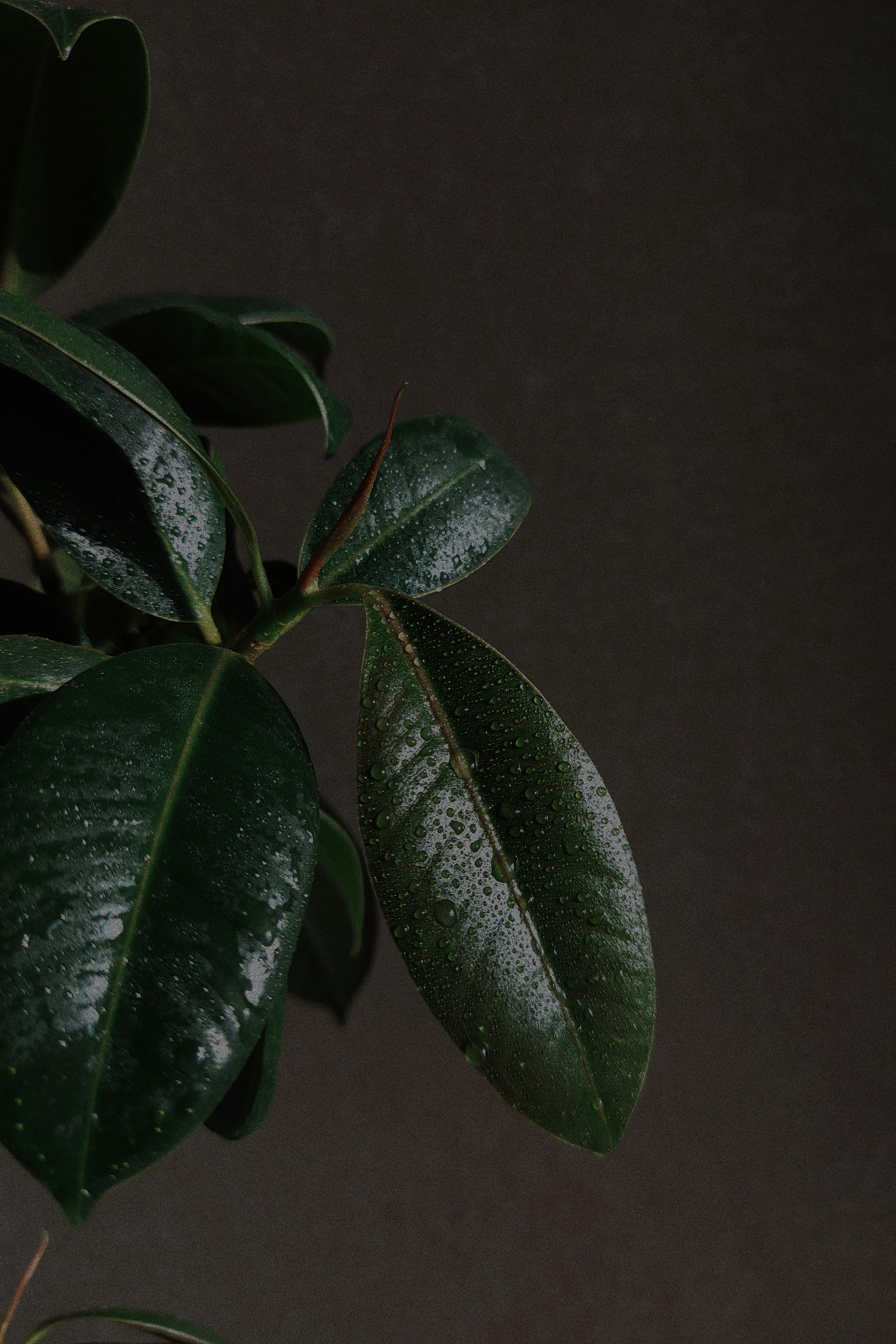 Close-up of lush green leaves adorned with droplets of water against a dark backdrop.