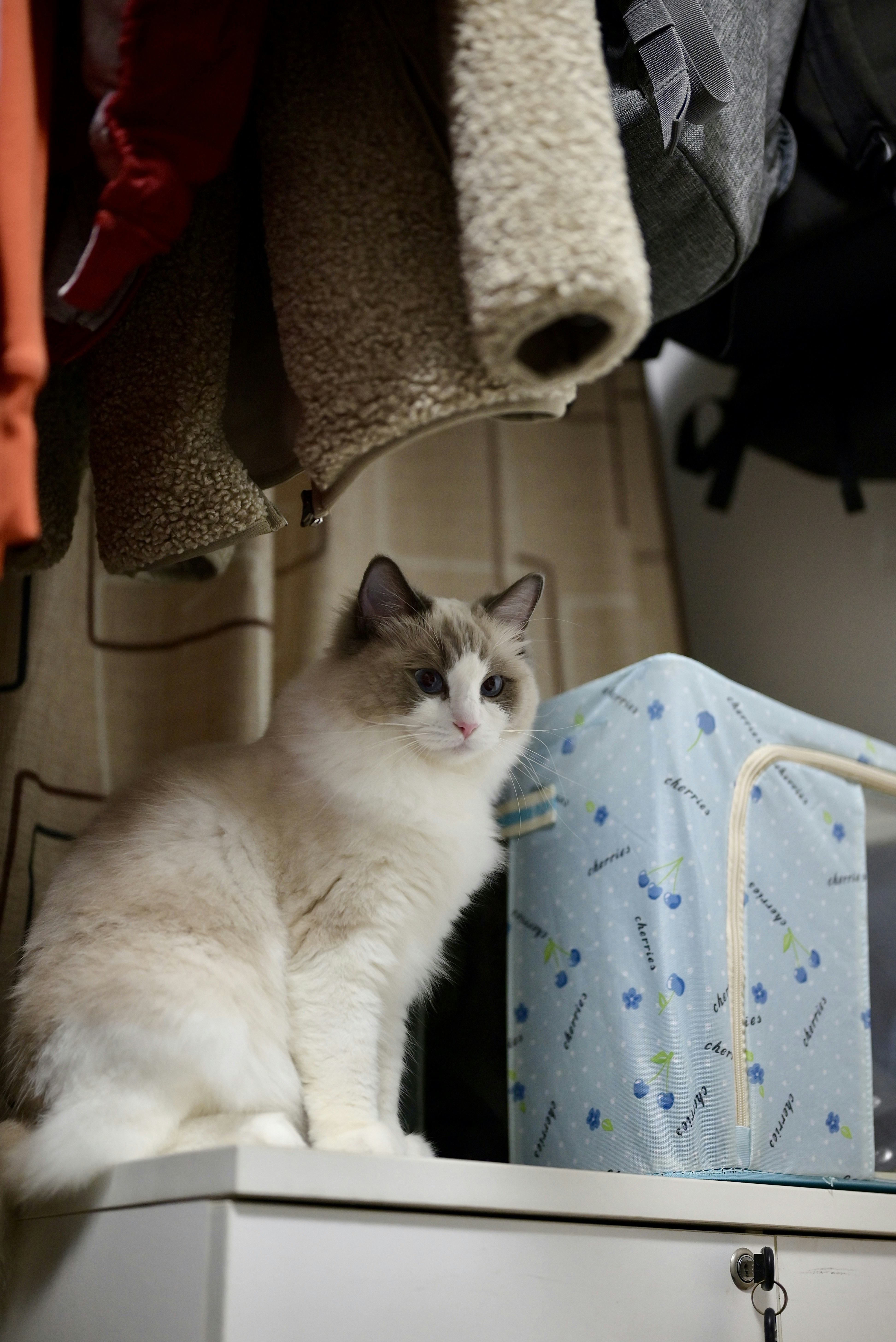 Quiet Guardian in the Laundry Nook