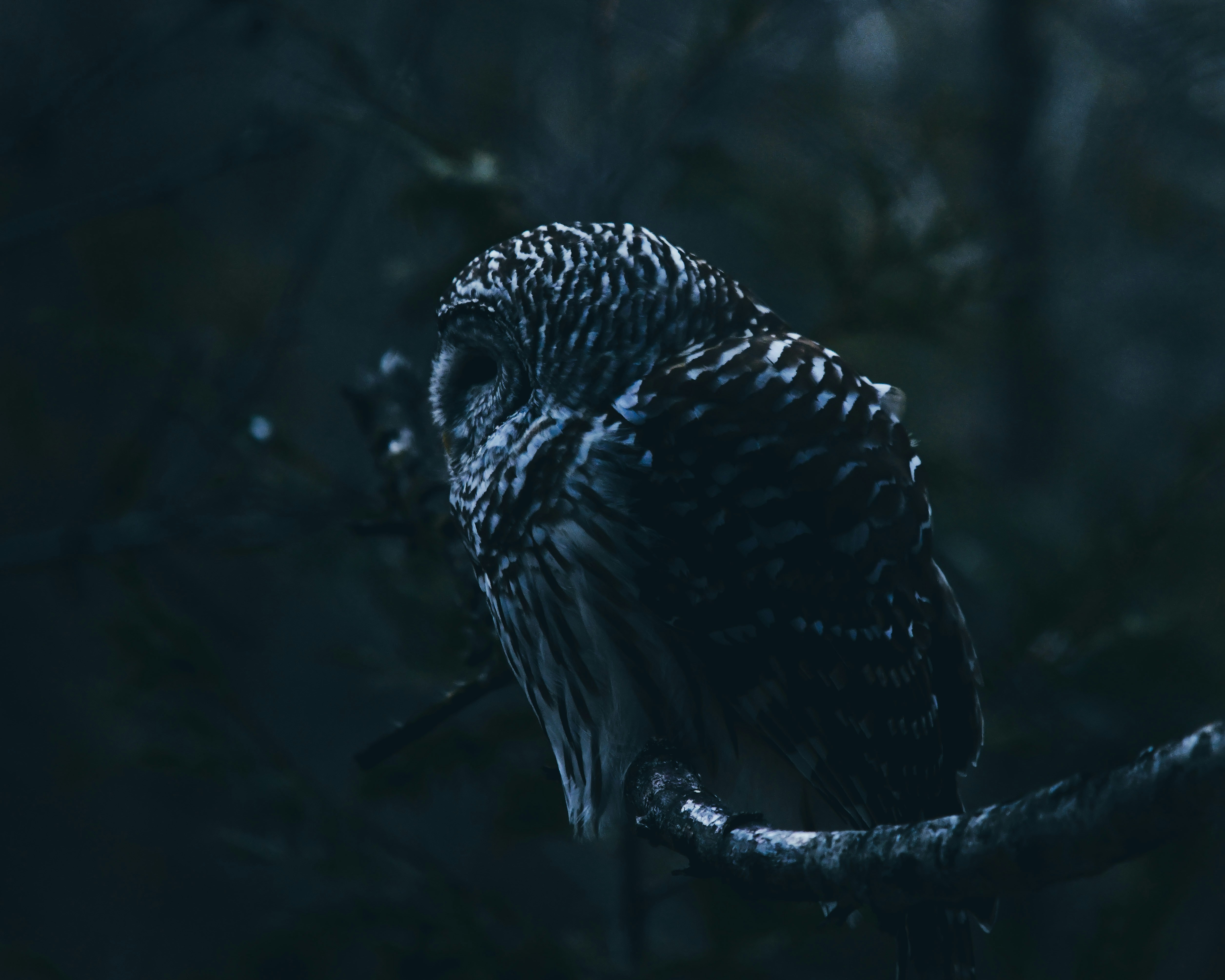 A solitary owl perched on a branch, enveloped in a dimly lit forest, showcasing its intricate feather patterns. The scene evokes a sense of mystery and tranquility.