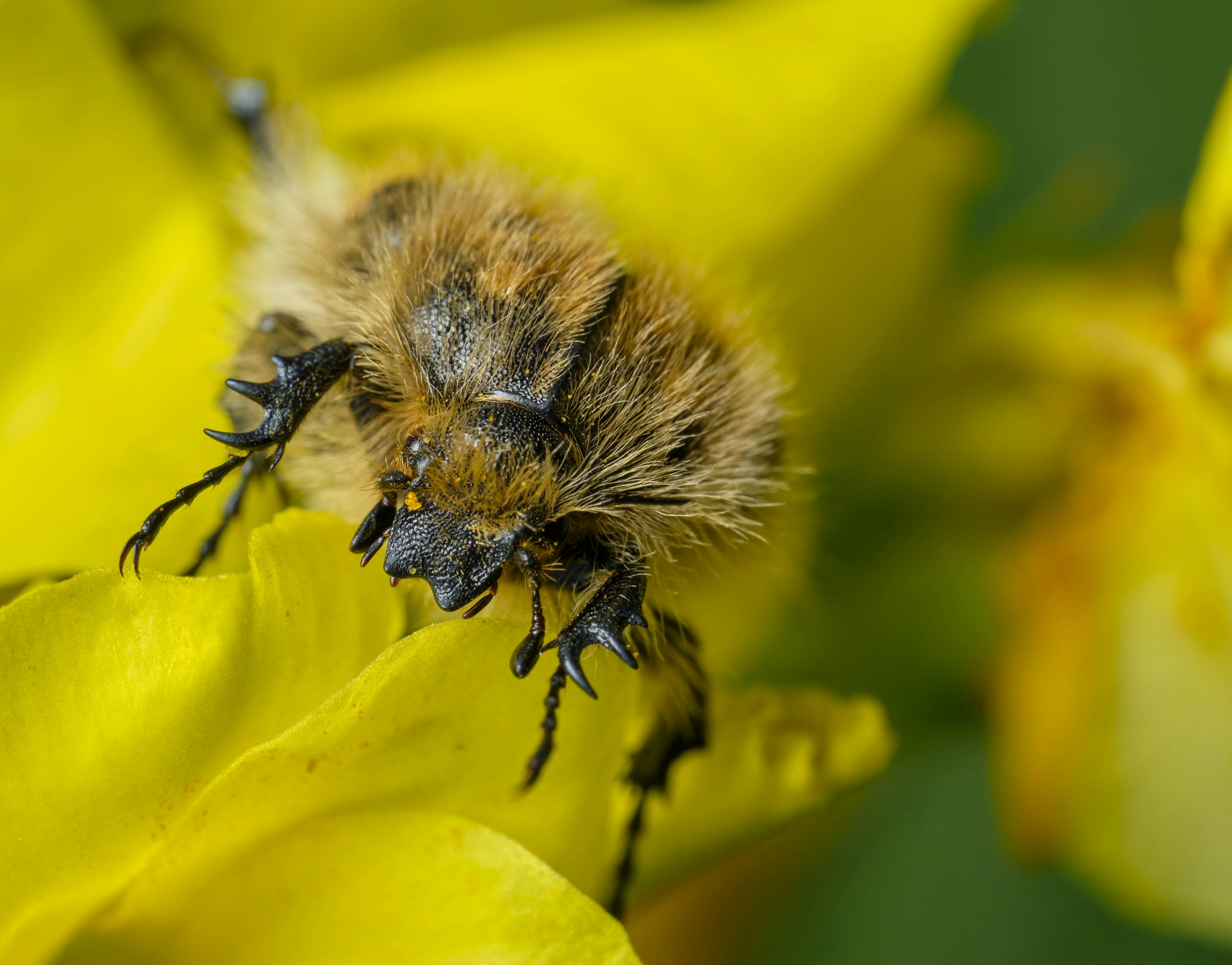 Amber Fur on Sunlit Yellow: Macro Portrait of a Bee on a Bloom