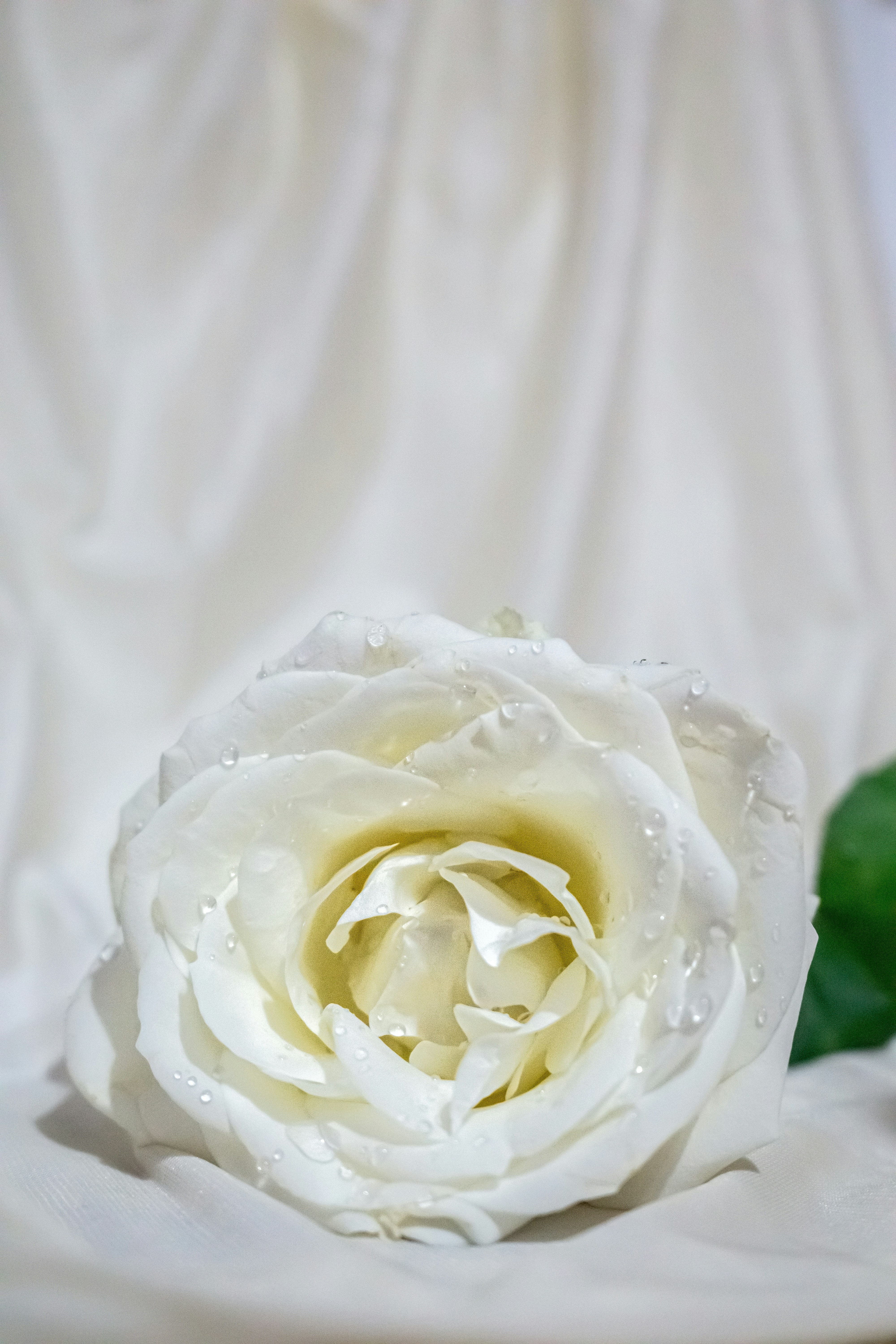 30k+ White Roses Pictures | Download Free Images on Unsplash