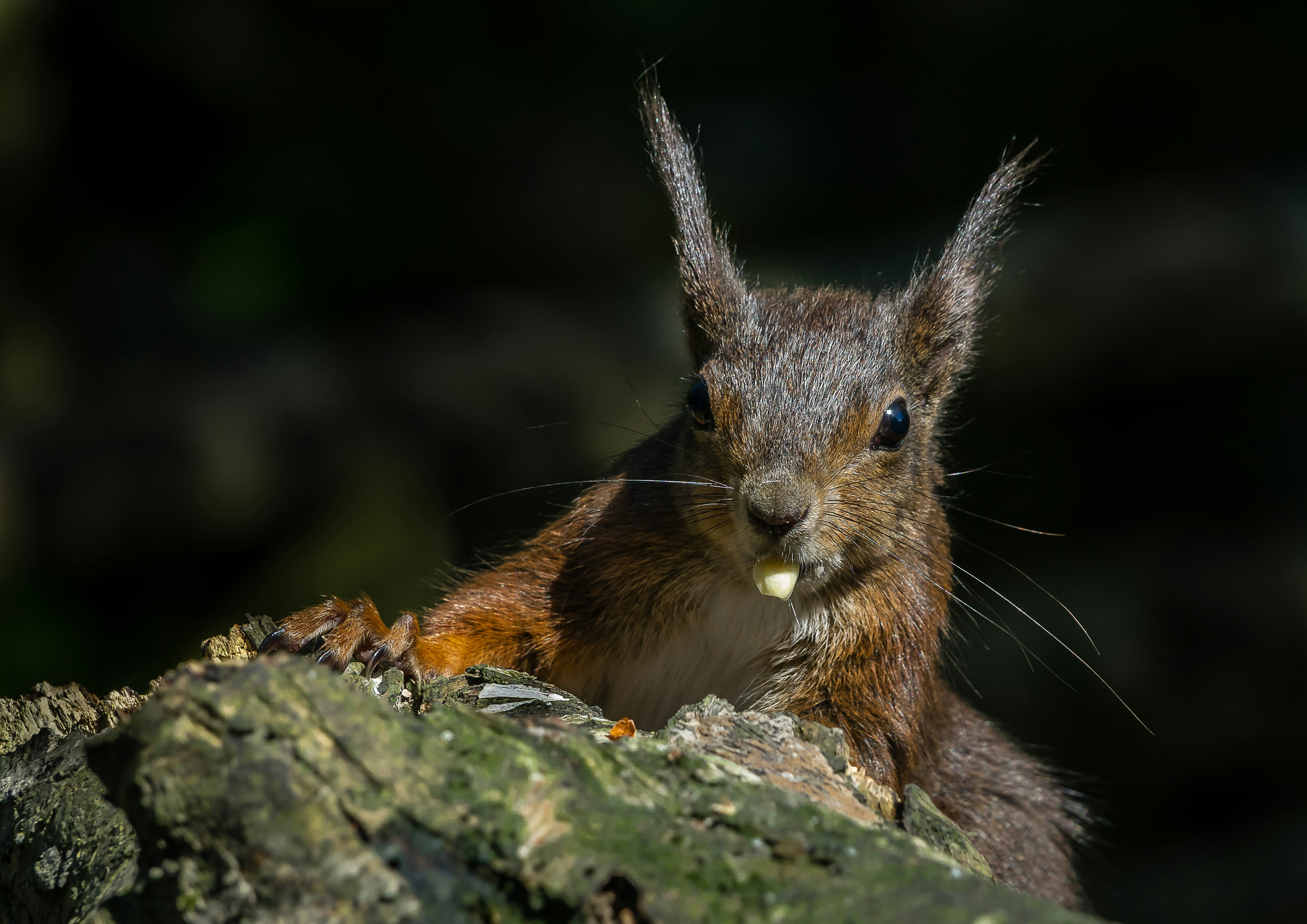 Nutcracker Watch: Squirrel Pause on a Mossy Branch