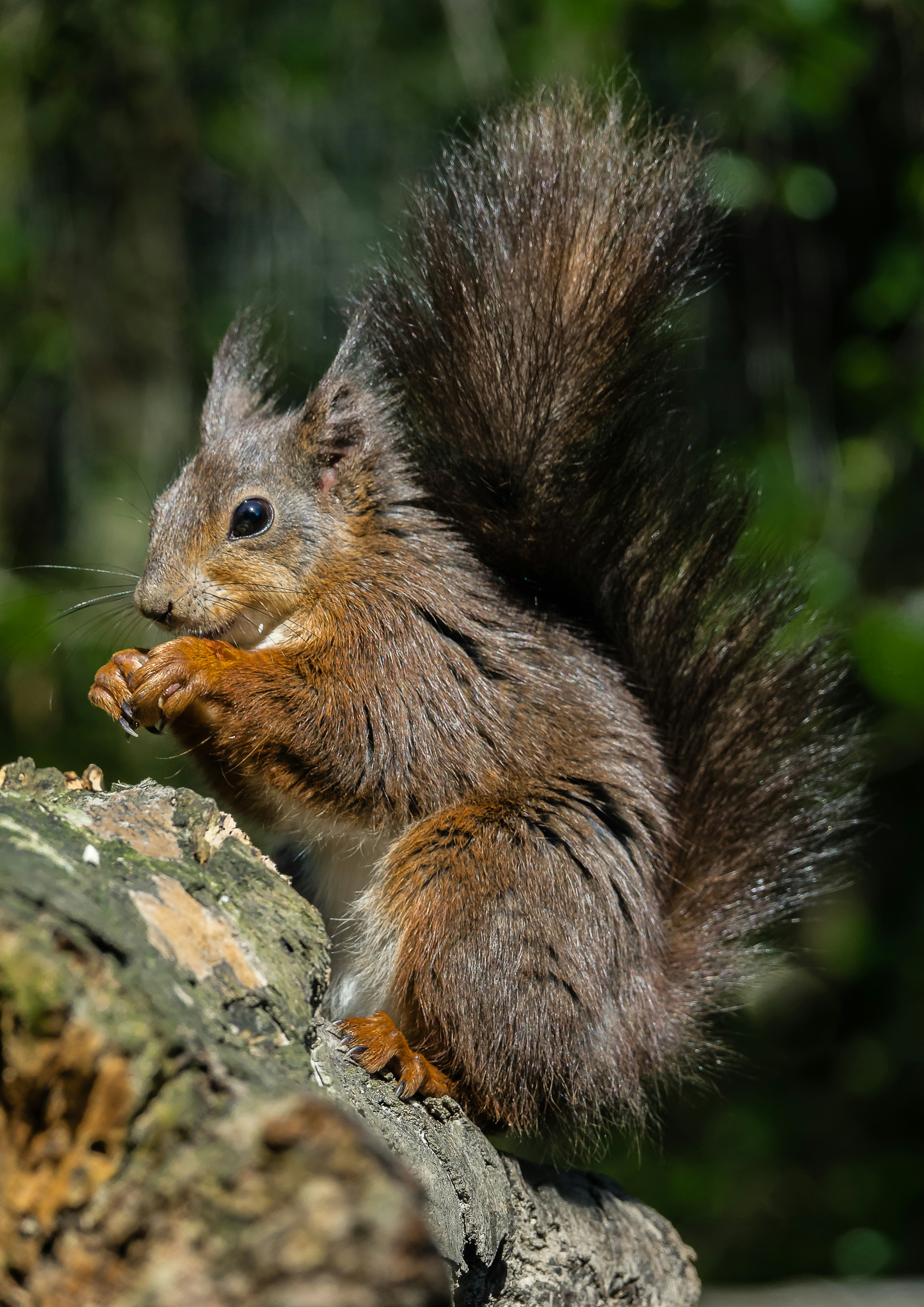 A squirrel perched on a log, delicately nibbling on a nut against a blurred green backdrop. Its bushy tail adds a playful contrast to the scene.