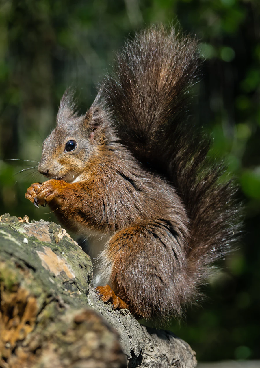 Red squirrel holding food while perched on a rough tree branch, with a dark green forest background and a large fluffy tail arched behind it.