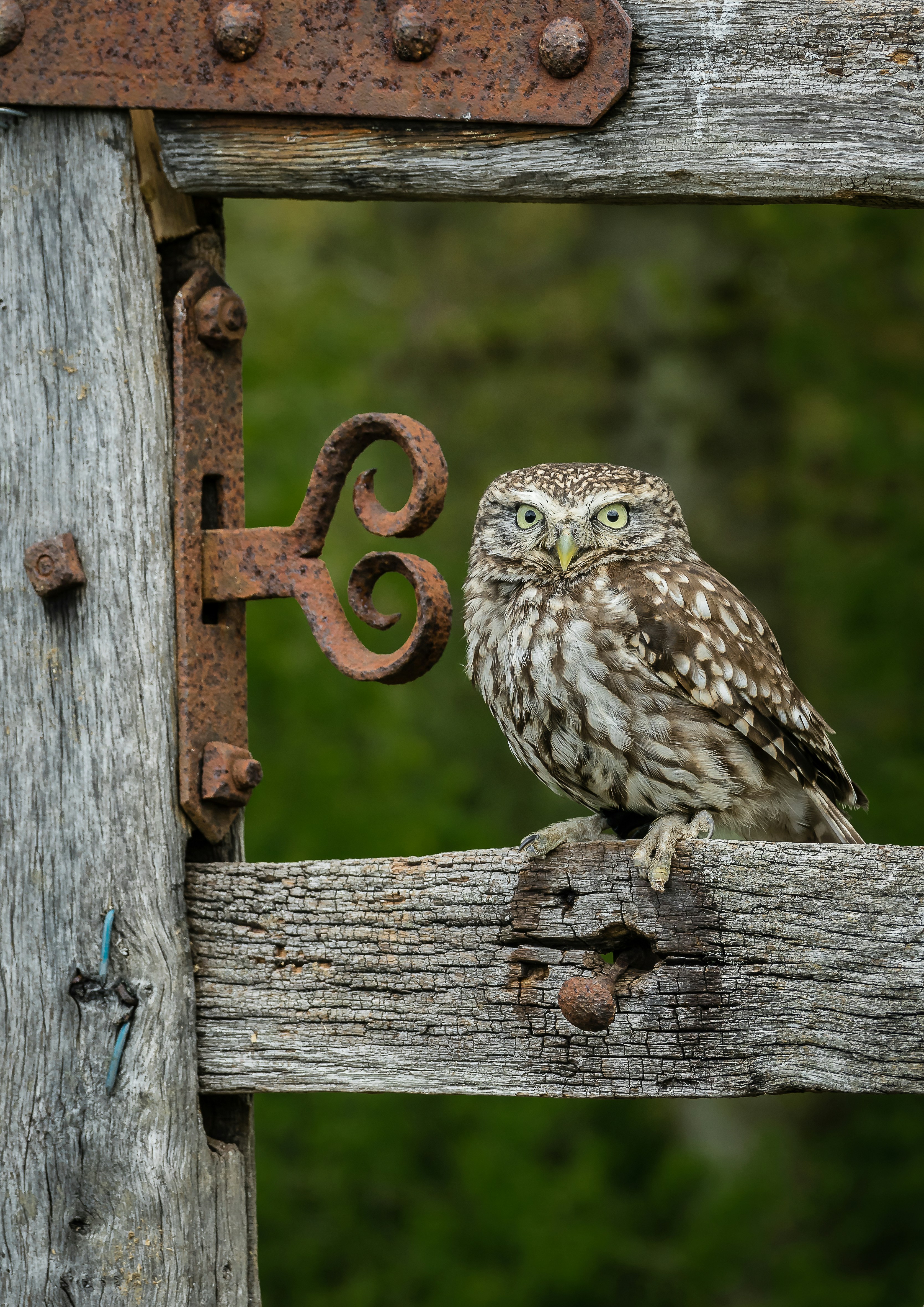 Little owl perched on a rustic wooden fence, framed by a weathered latch, with a blurred green background.