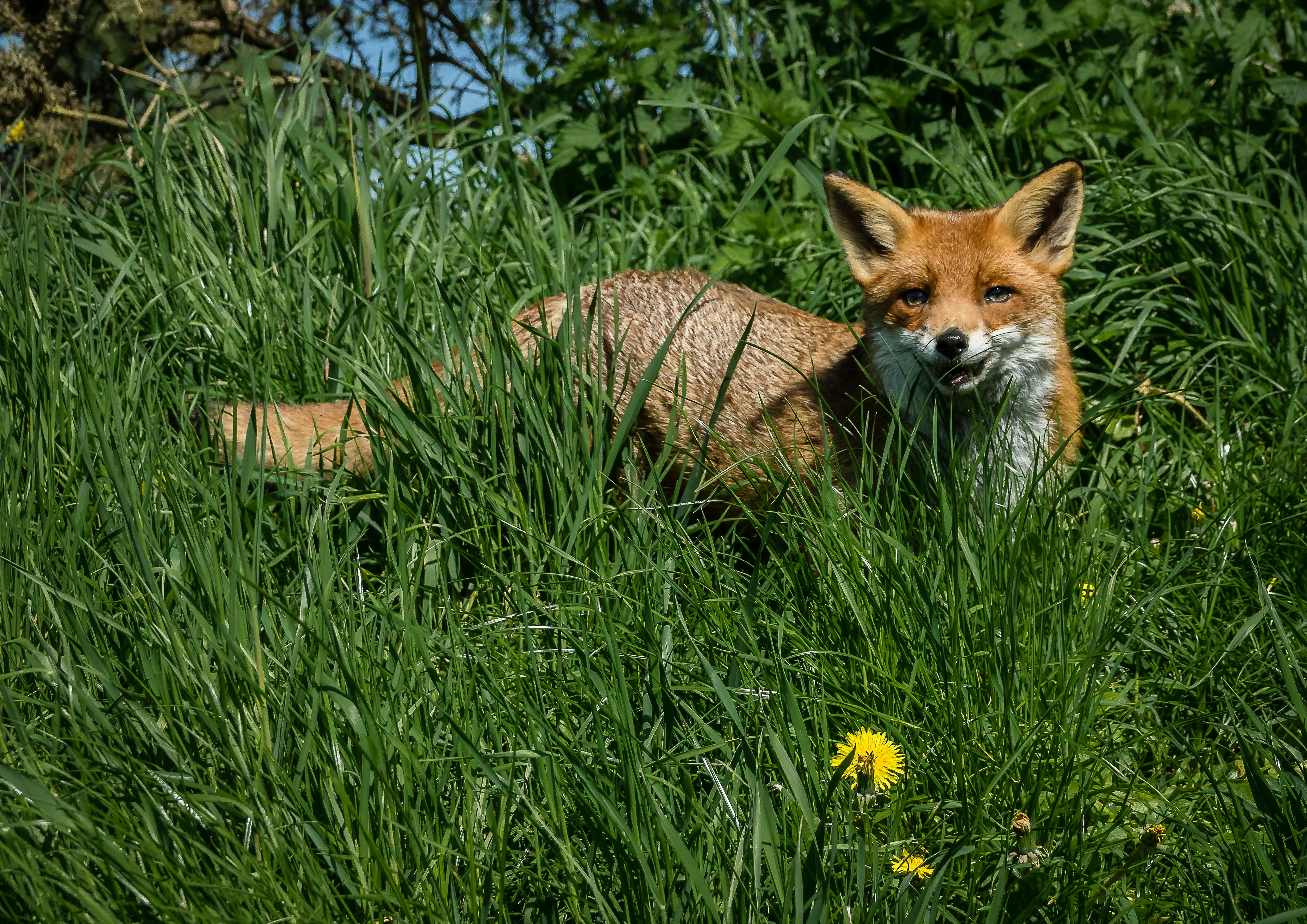 Sample photo from Sony RX10 III