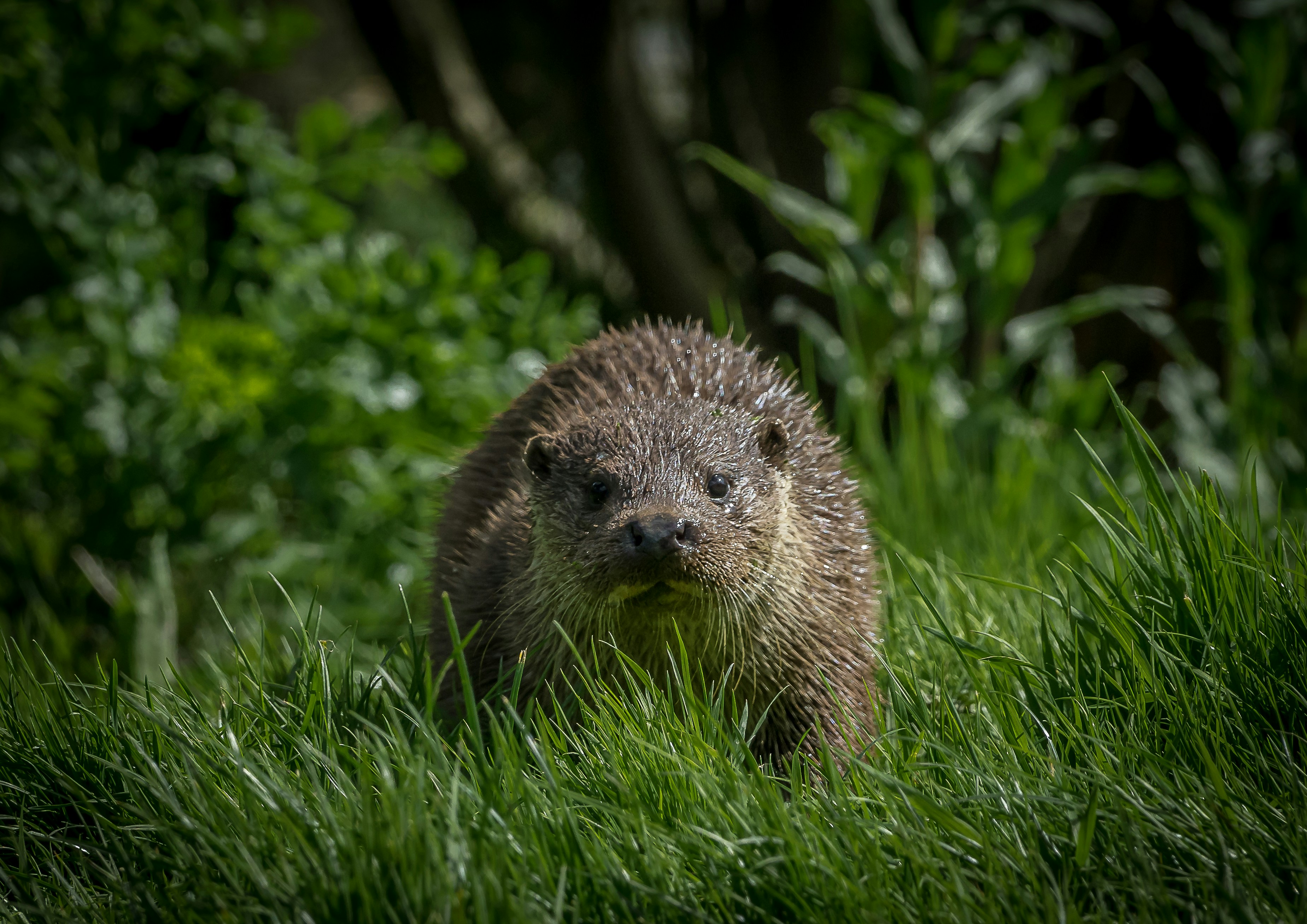 A wet, curious otter crouches in vibrant grass, eyes meeting the camera. Natural light highlights the fur texture and the surrounding blades.