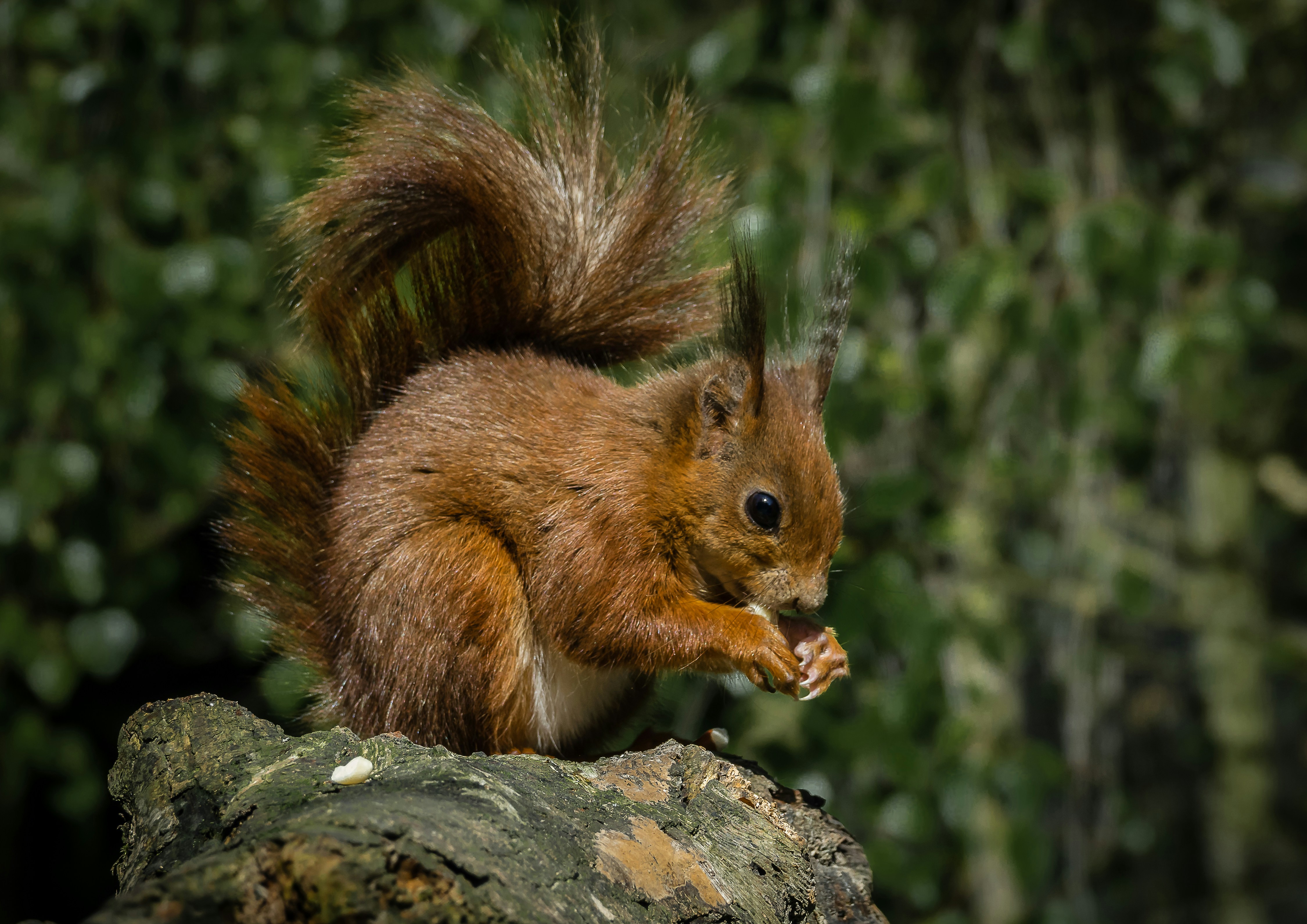 This captivating image showcases a red squirrel perched on a tree stump, enveloped in dappled sunlight. The rich, russet hues of the squirrel contrast beautifully with the muted greens of the blurred forest background, creating a serene and natural atmosphere. The play of light accentuates the delicate texture of its fur, making the scene visually striking and full of life.