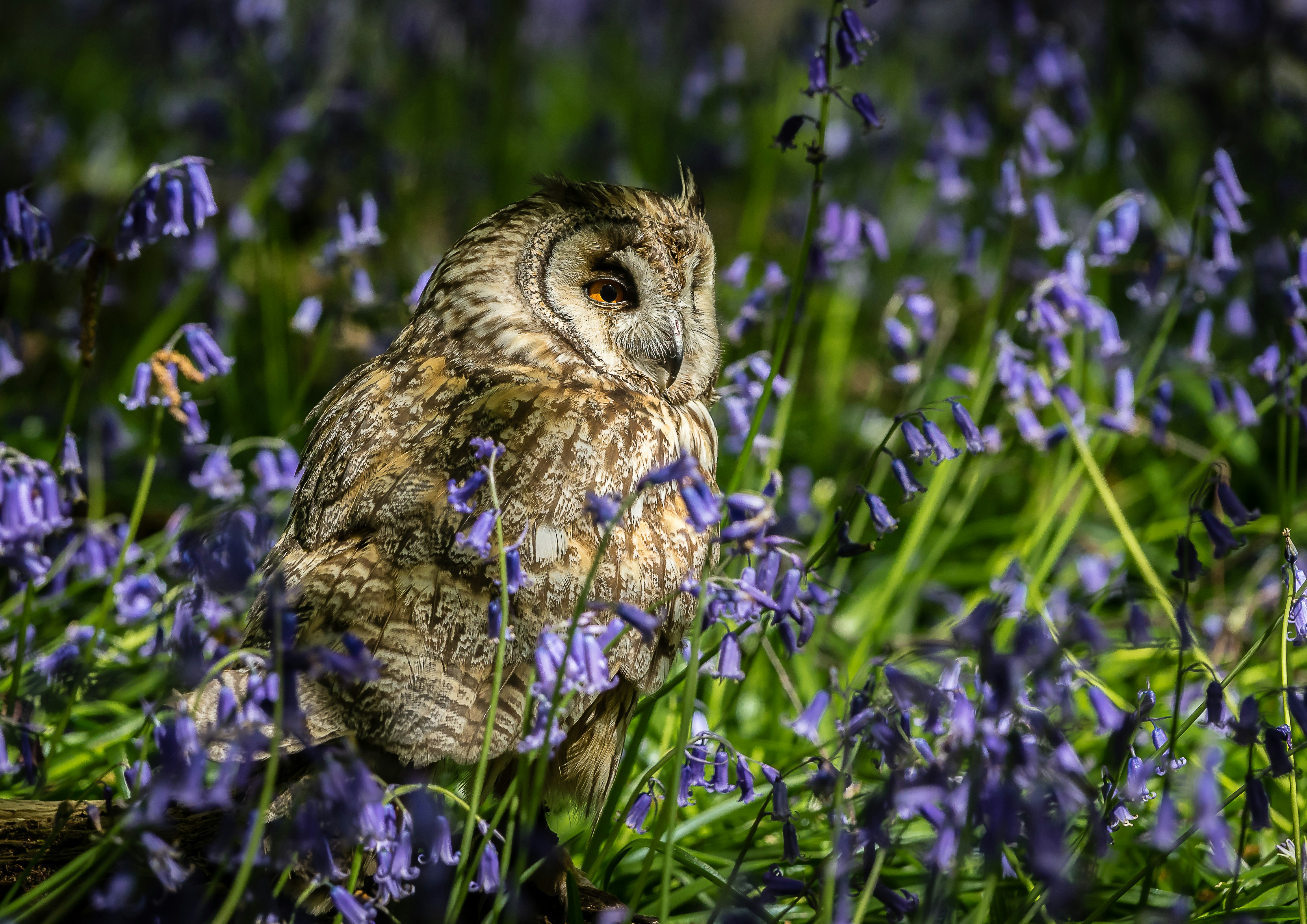 A captivating image of an owl nestled among vibrant bluebell flowers captures the serene beauty of nature. The owl's intricate feather pattern contrasts beautifully with the vivid purple hues of the flowers, while dappled sunlight casts gentle shadows, creating a peaceful and harmonious atmosphere. This striking composition draws attention to the owl's focused gaze, making it a visually compelling scene that highlights the delicate balance of wildlife and flora.