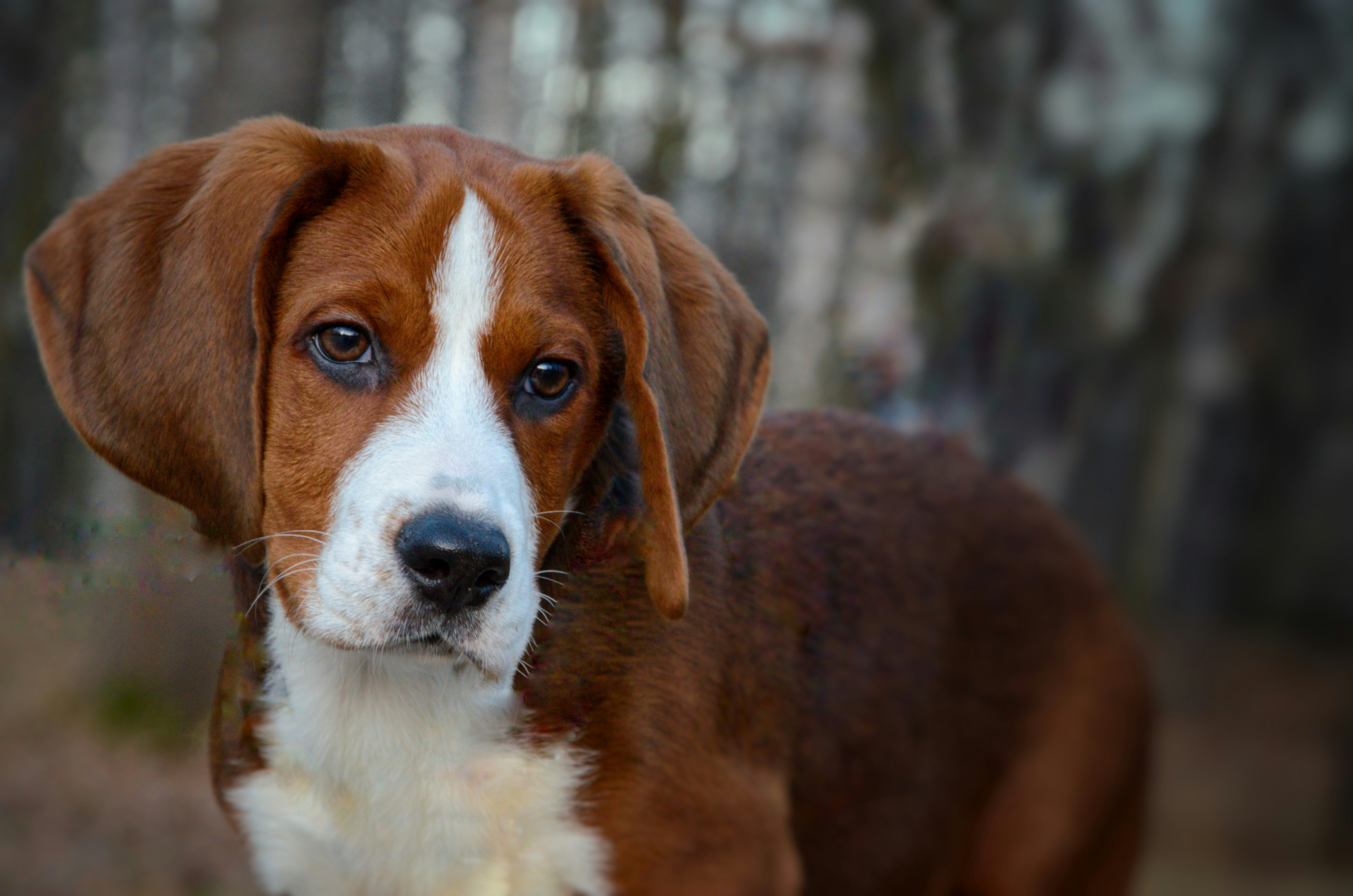 Eyes in the Forest: A Beagle Portrait with Quiet Gaze