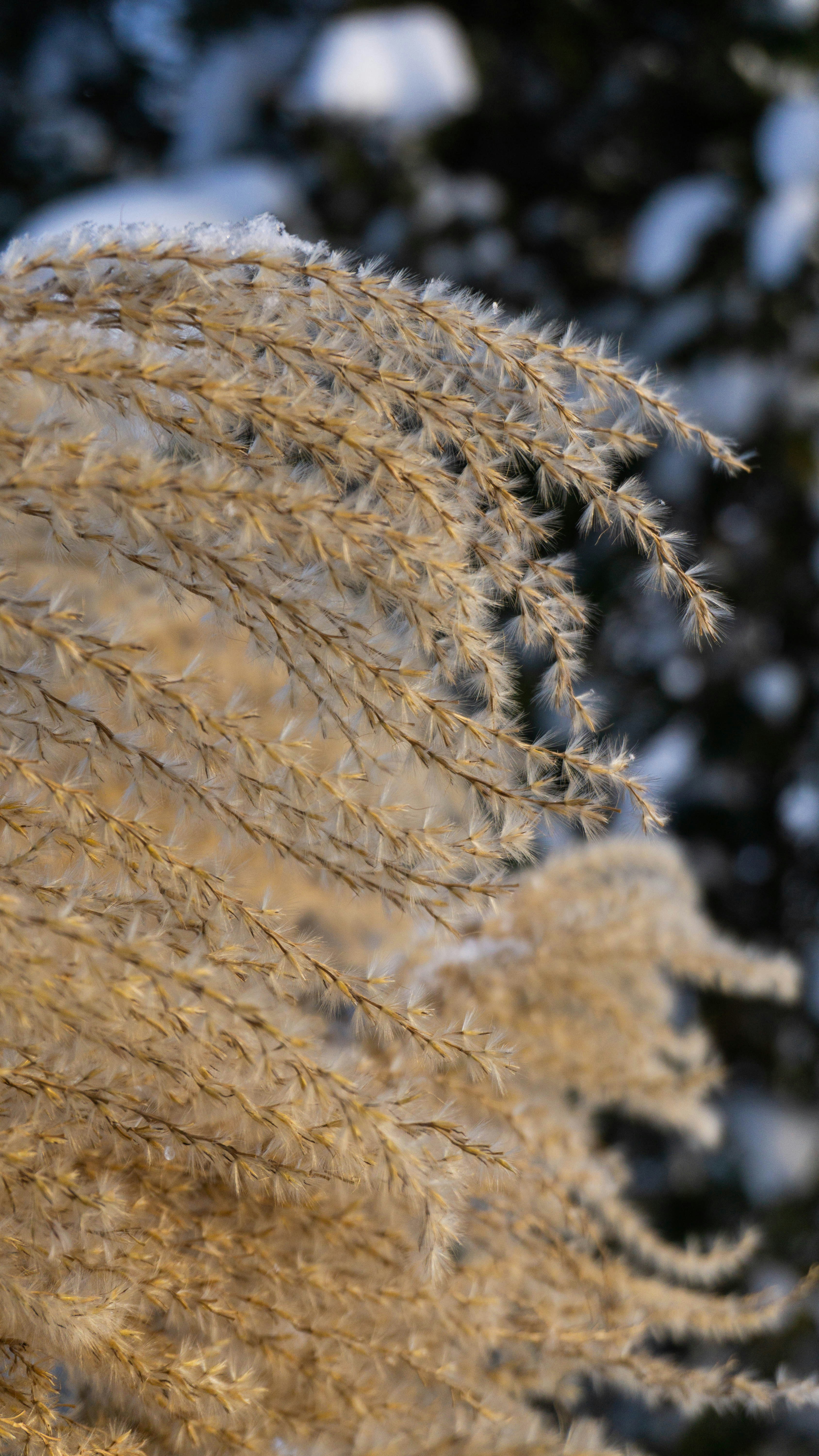 Frost-Laced Pampas Plume in Quiet Winter Light