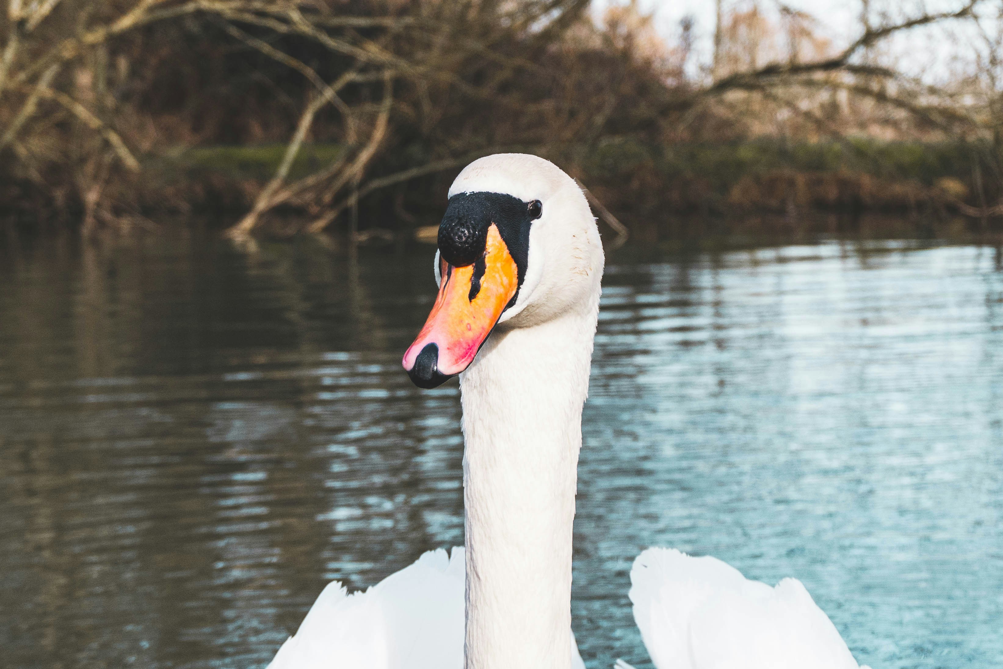 white swan on water during daytime