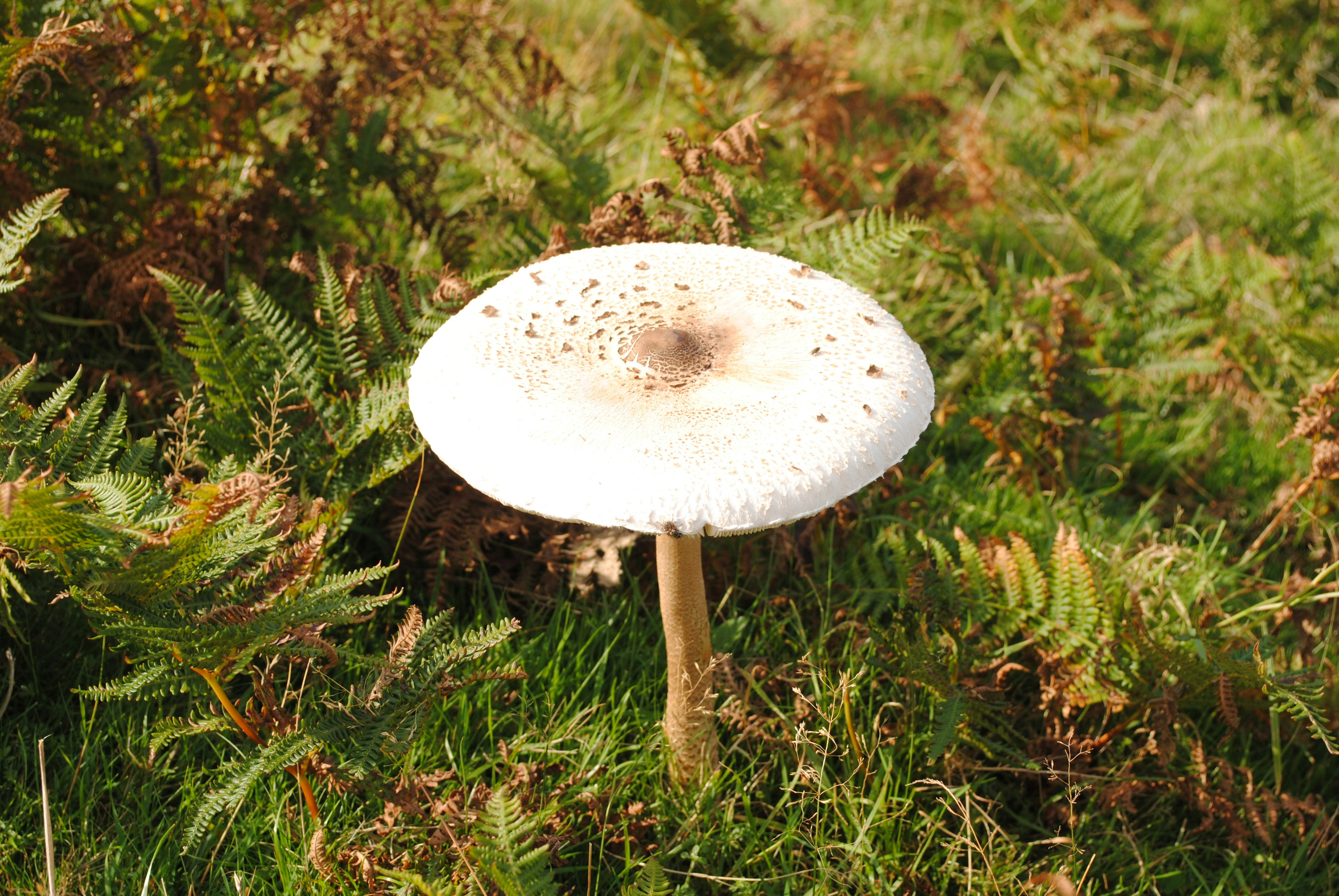 A large mushroom with a textured cap rises above a bed of ferns in a sunlit meadow. The intricate patterns on the cap highlight the beauty of nature's design.