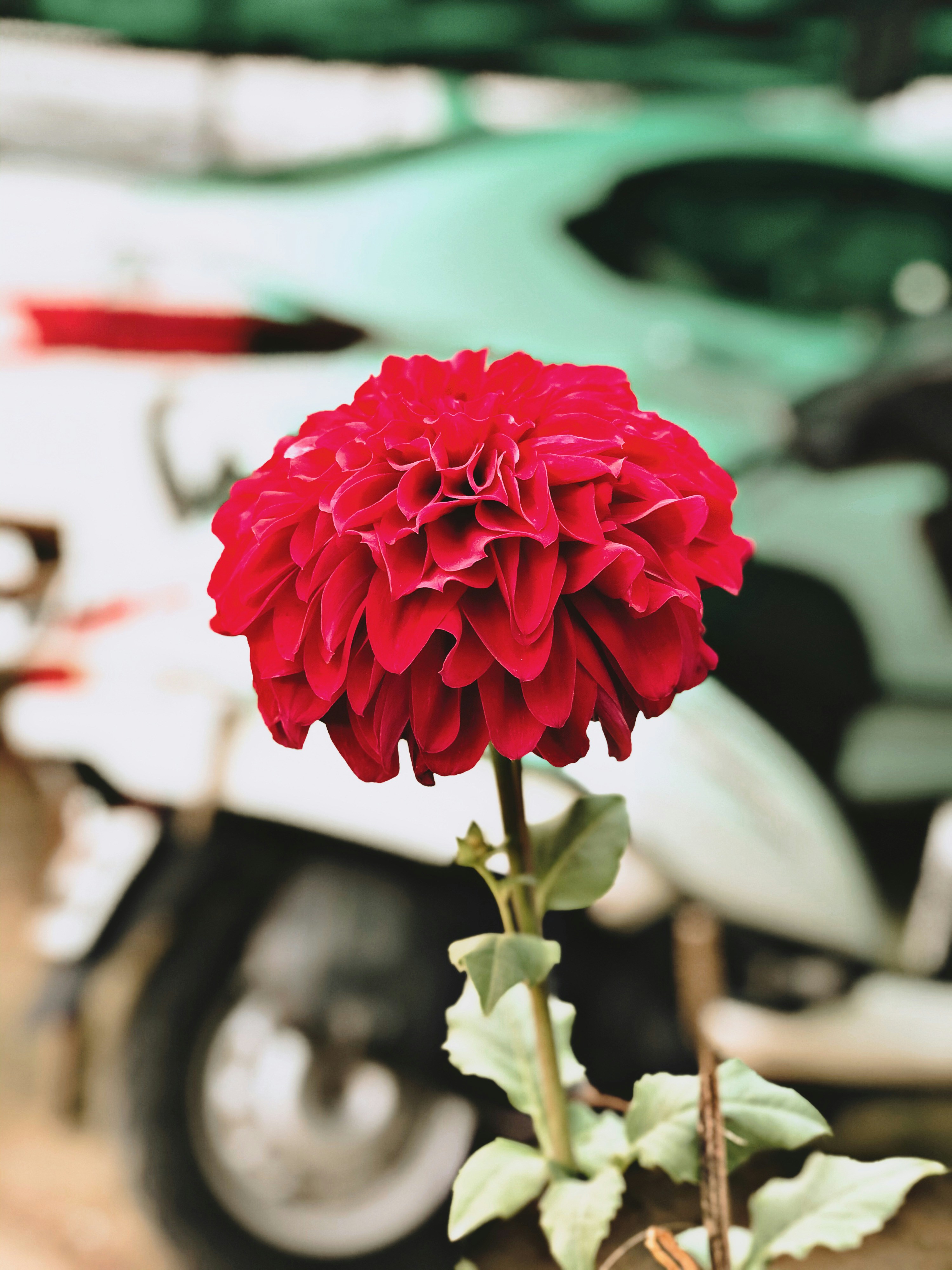 Crimson Dahlia Anchored Against a Street-Blurred Backdrop