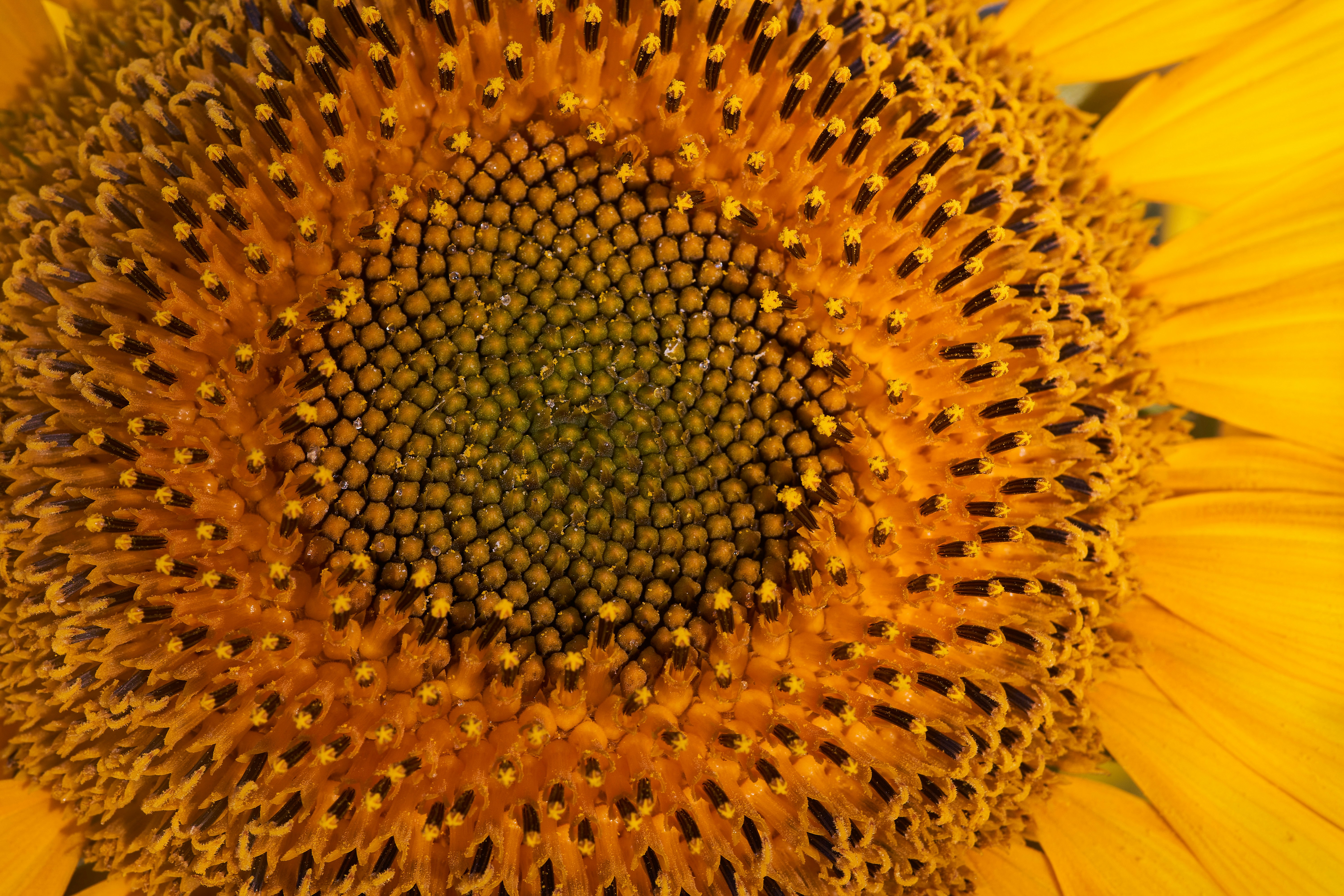 Golden Spiral Core: Macro Portrait of a Sunflower Disk
