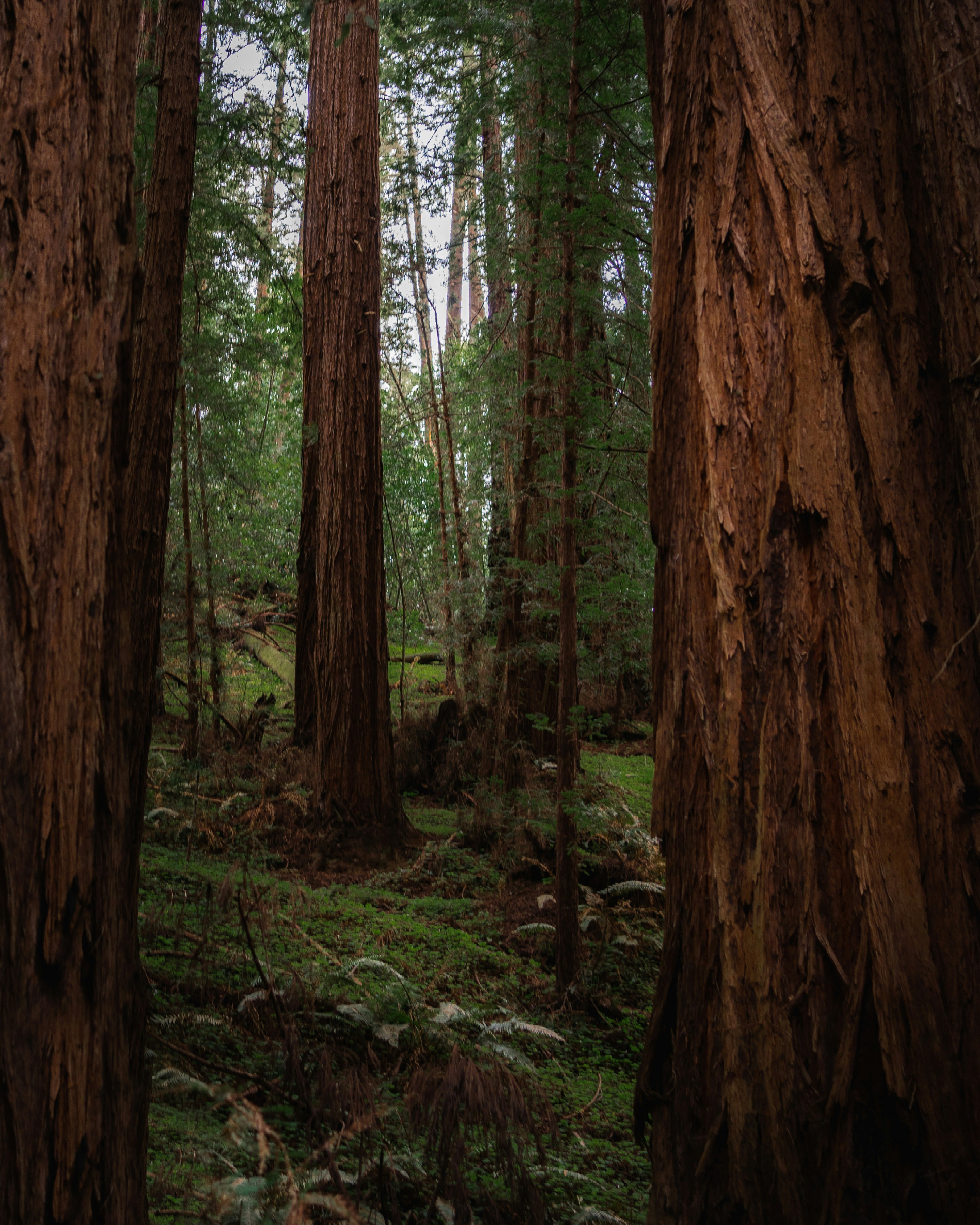Brown tree trunk during daytime photo – Free Tree Image on Unsplash