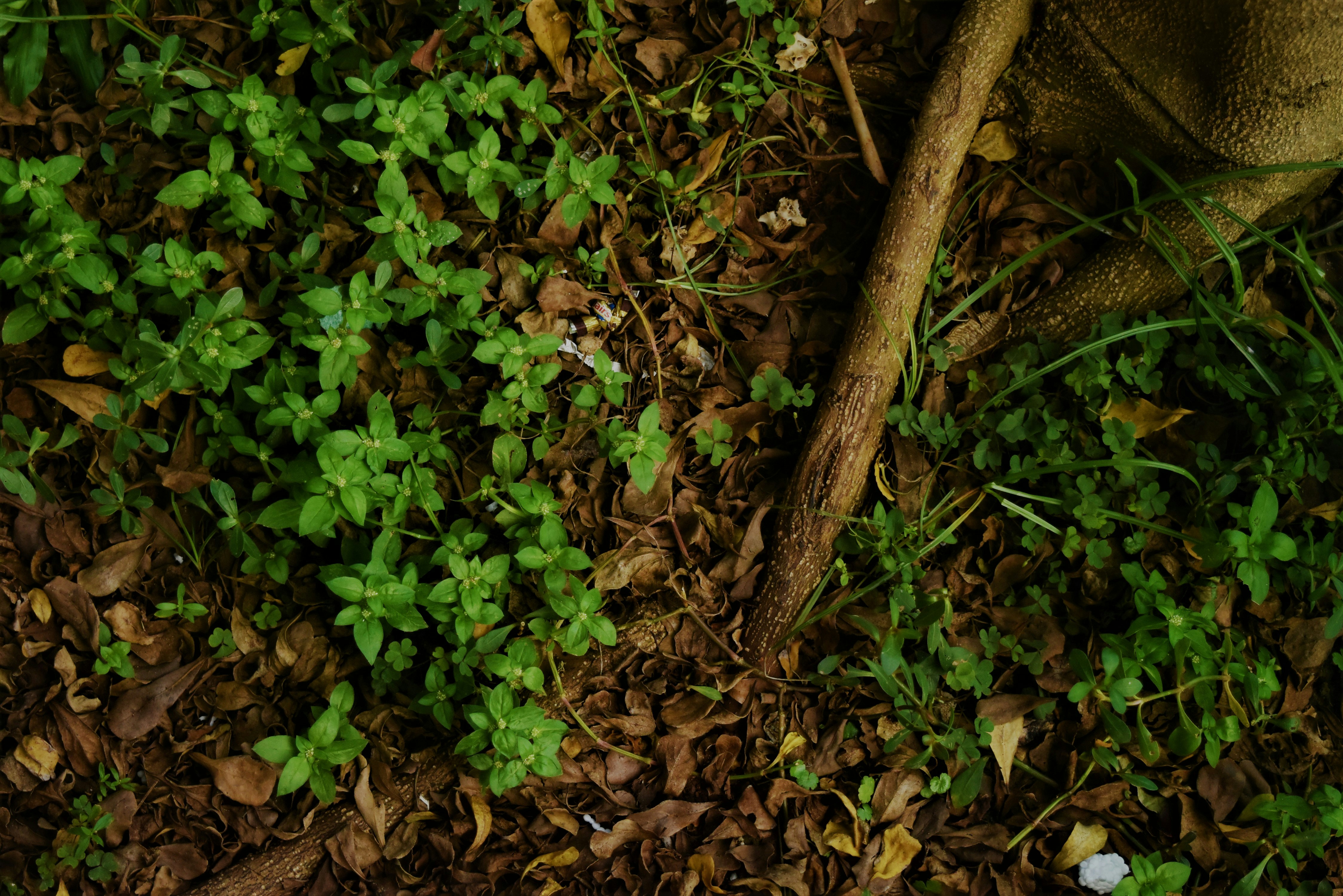 Rumput Pictures | Download Free Images on Unsplash