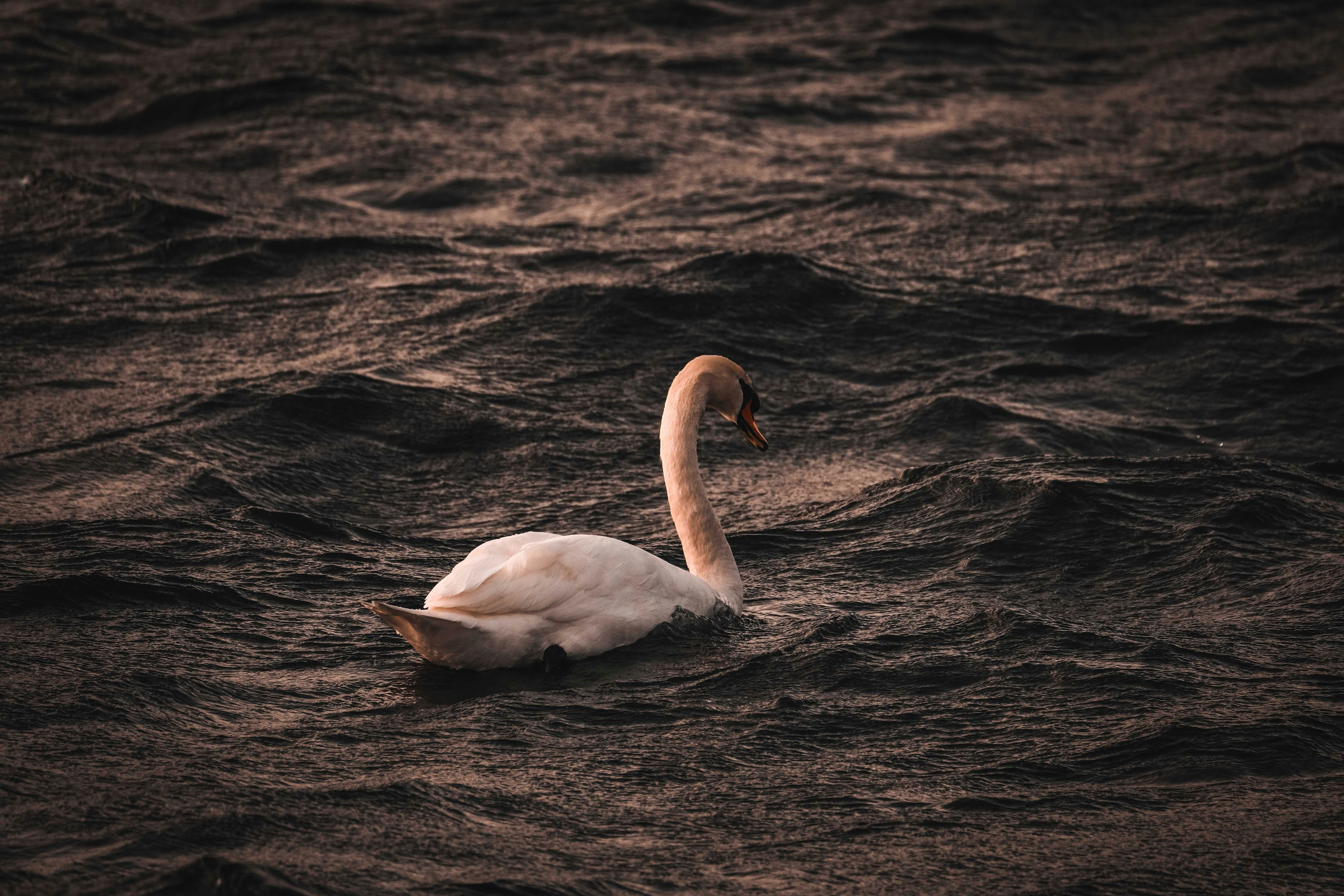 Dusk Glide: A White Swan Navigates Ruby-Tinted Ripples