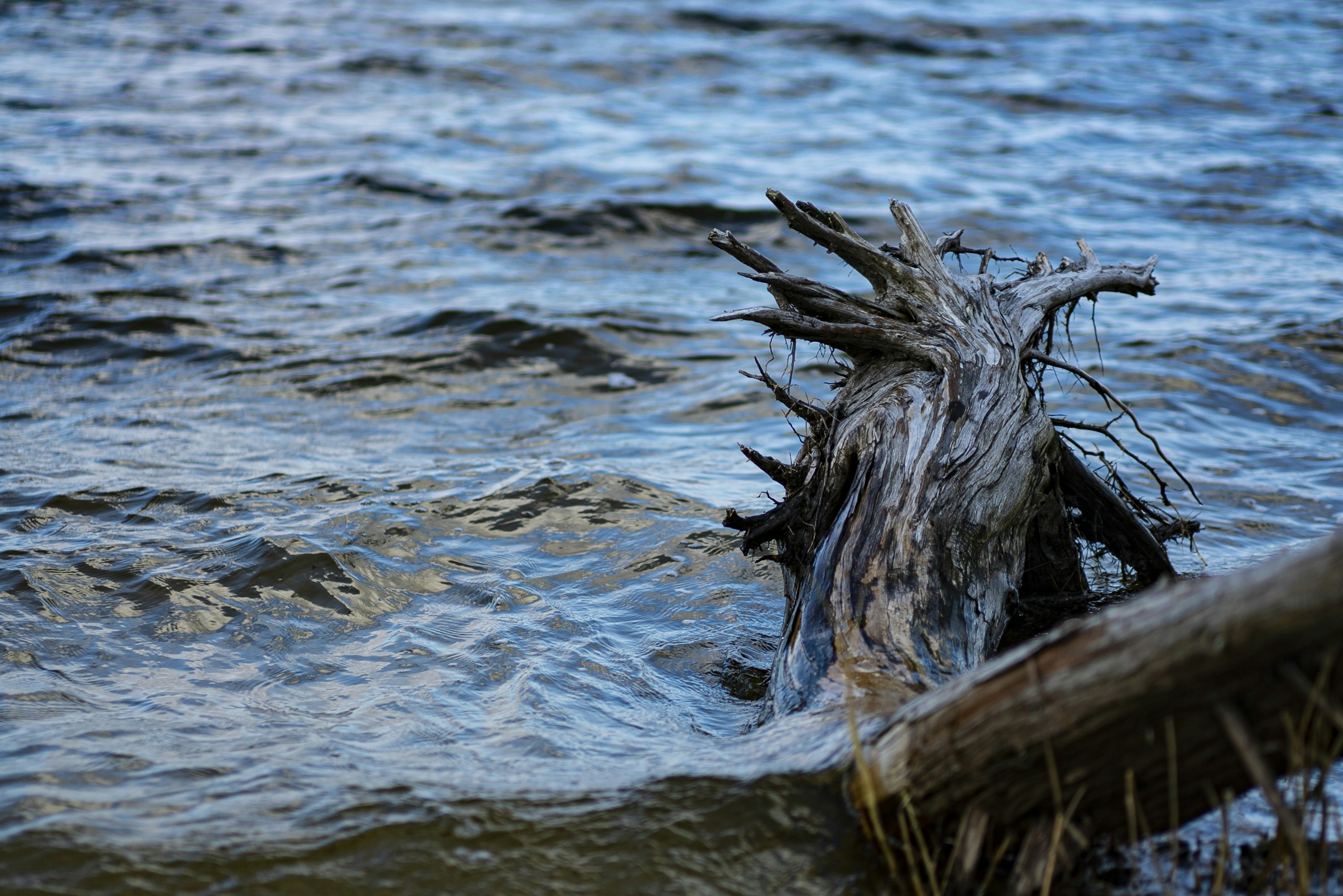 Weathered driftwood jutting from rippling blue water under soft light.