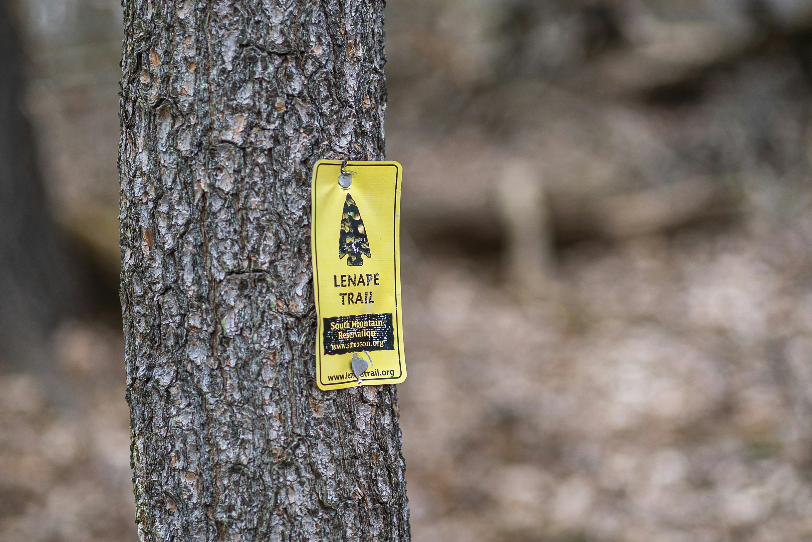 Yellow trail marker affixed to a tree, guiding hikers along the Lenape Trail in a wooded area. The background features soft, blurred foliage.