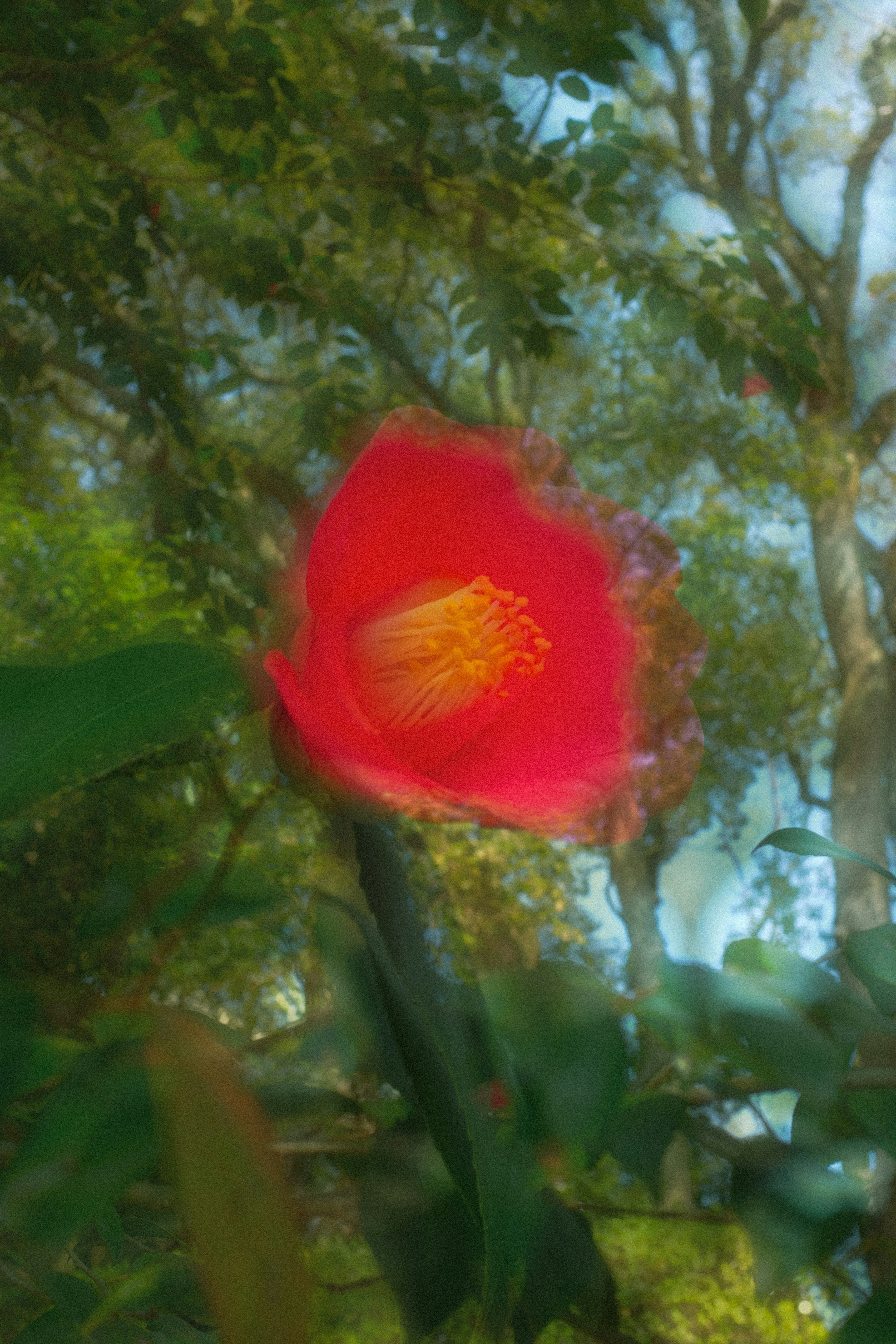 red flower in the middle of the forest