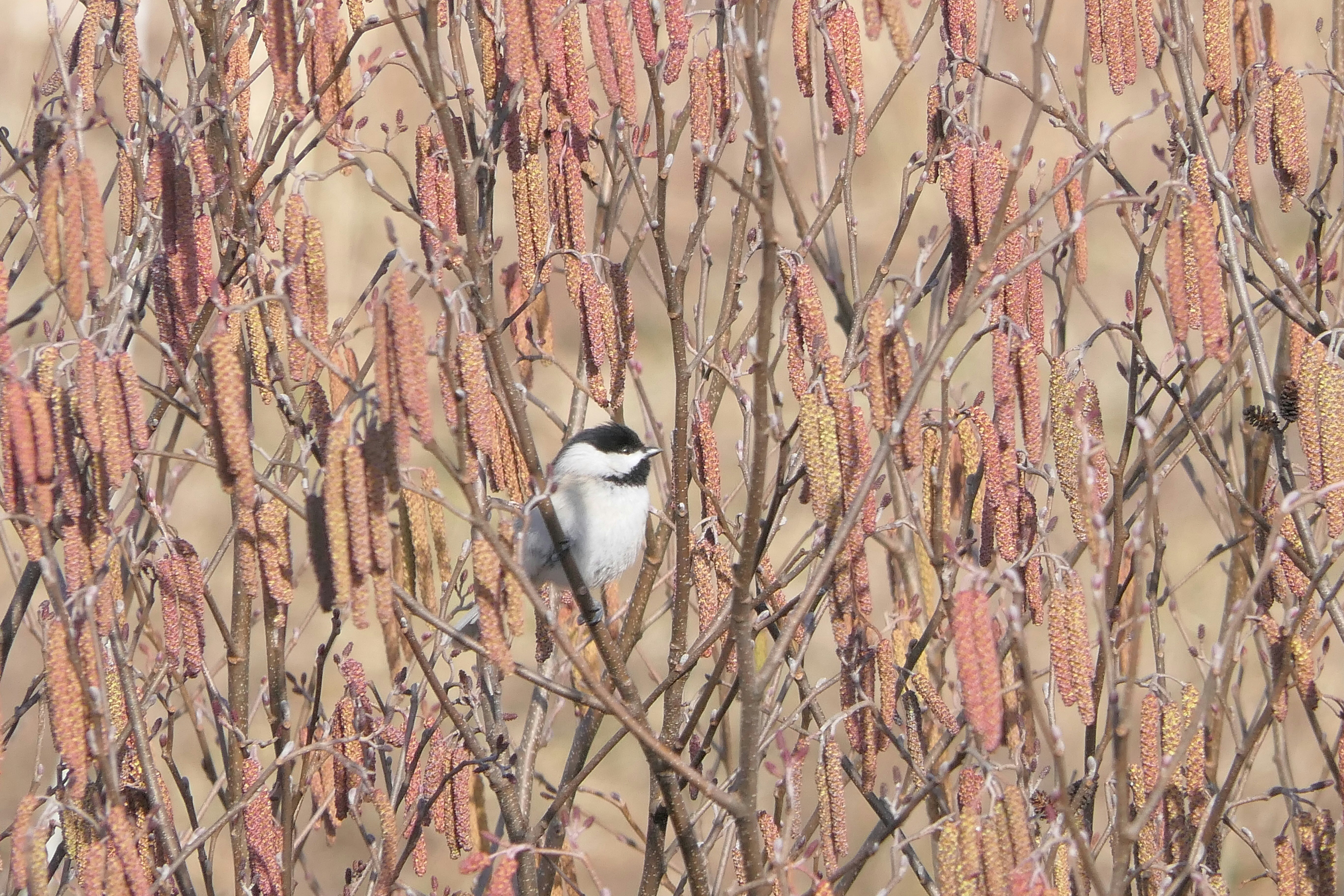 Chickadee in a Winter Catkin Garden