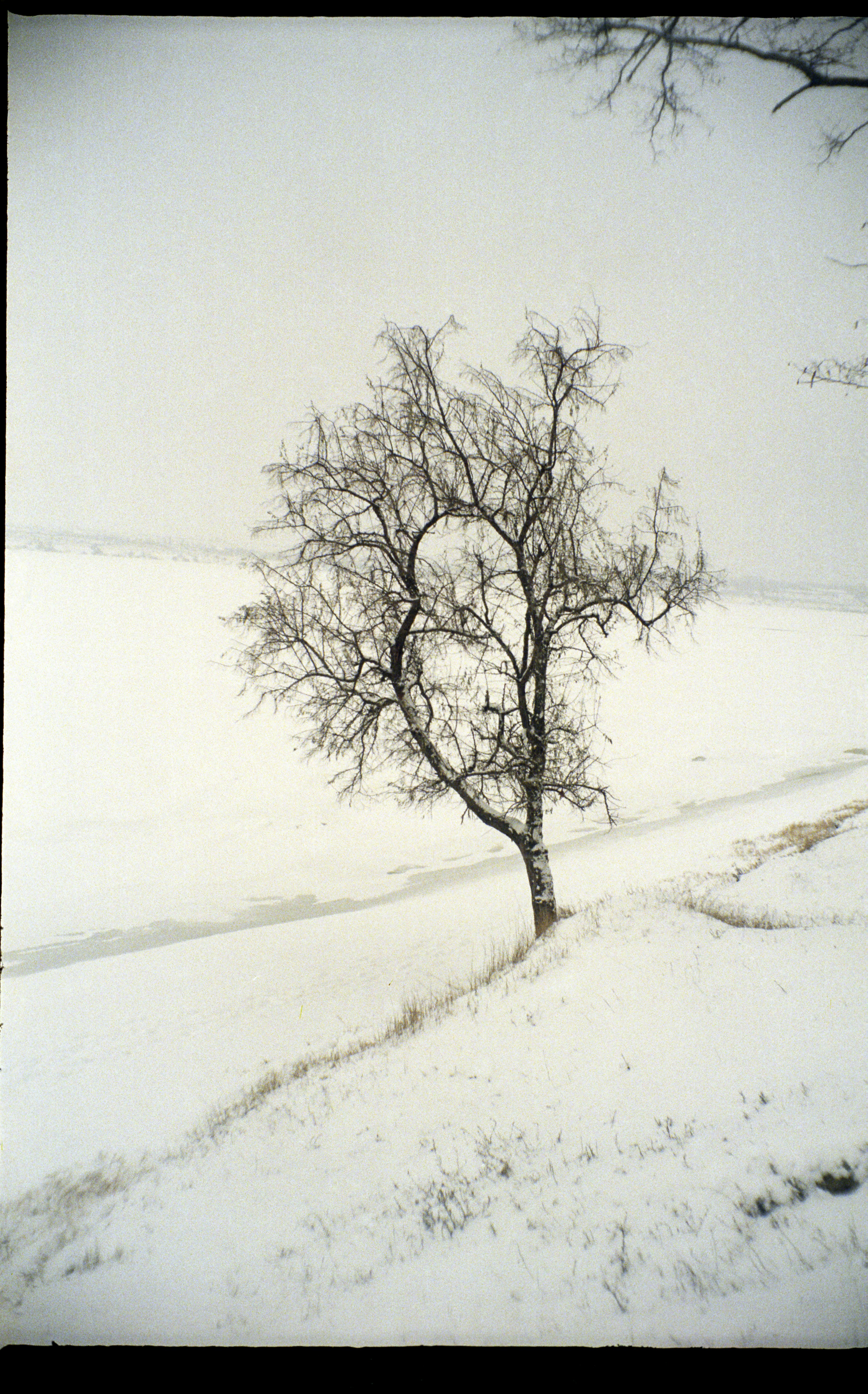 Leafless tree on snow covered ground photo – Free Ukraine Image on Unsplash