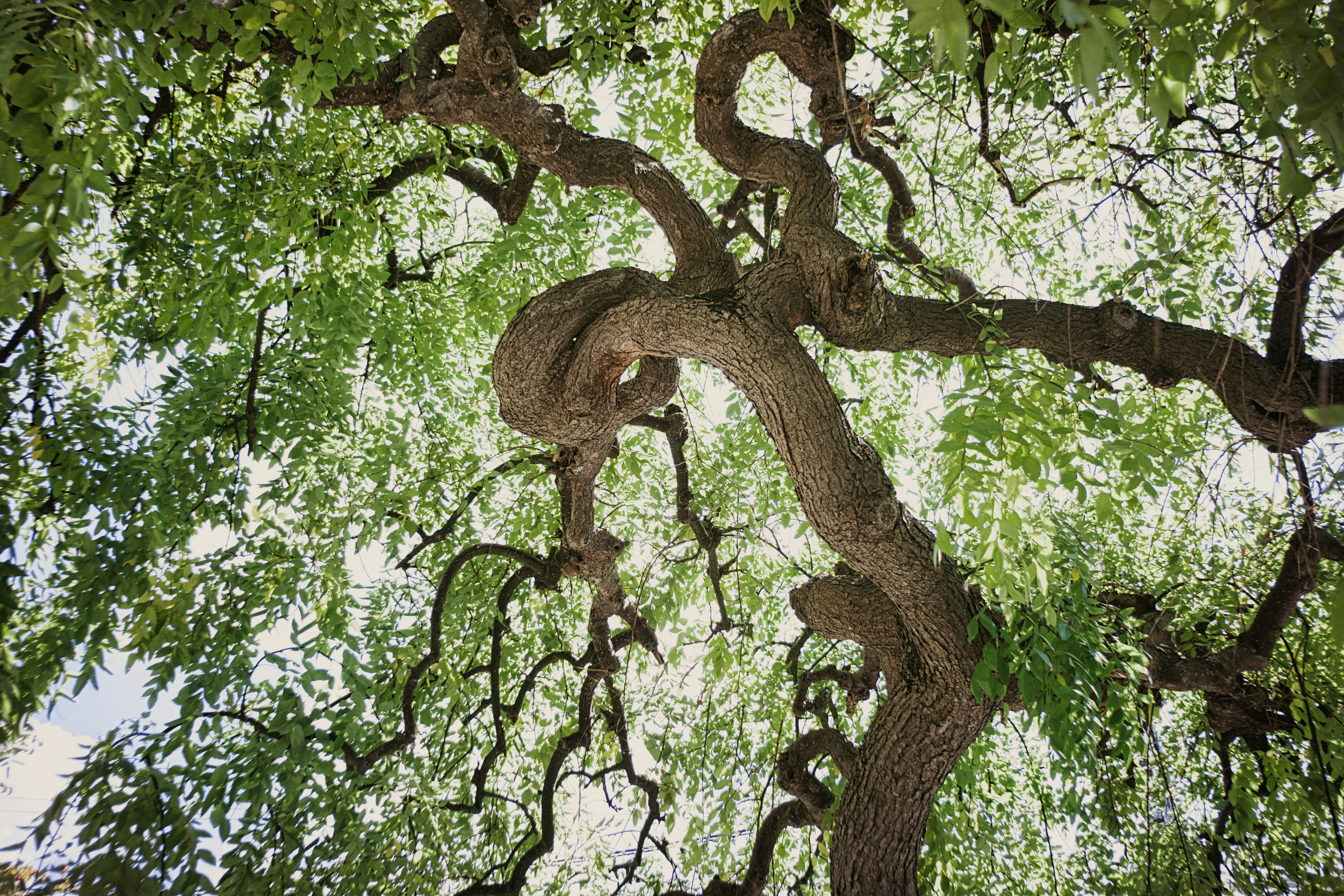 Intricate branches of a tree weave through a vibrant canopy of green leaves, viewed from below. The natural patterns create a captivating visual tapestry.