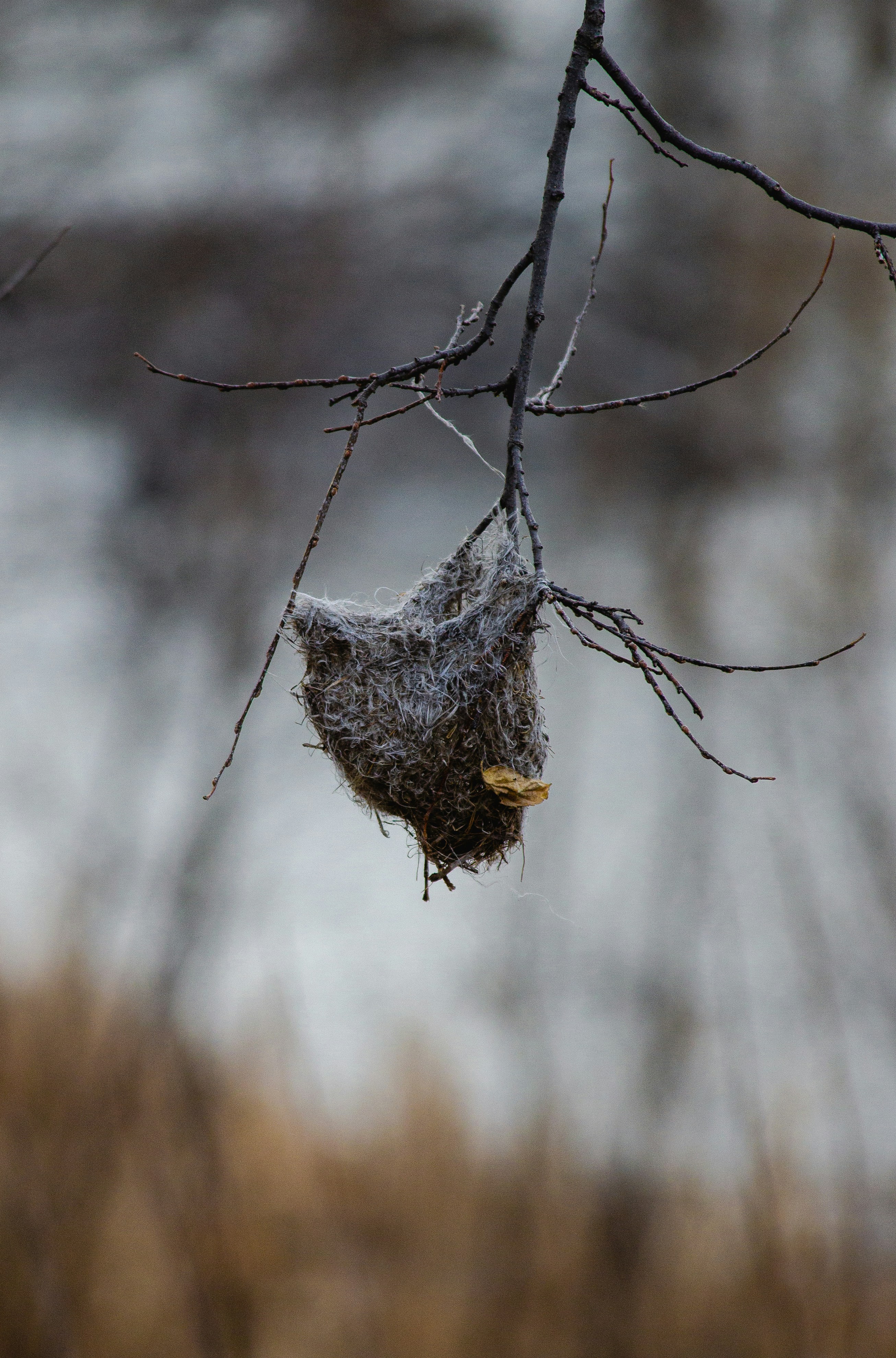 Winter's Veil: A Weathered Nest Clinging to a Bare Twig