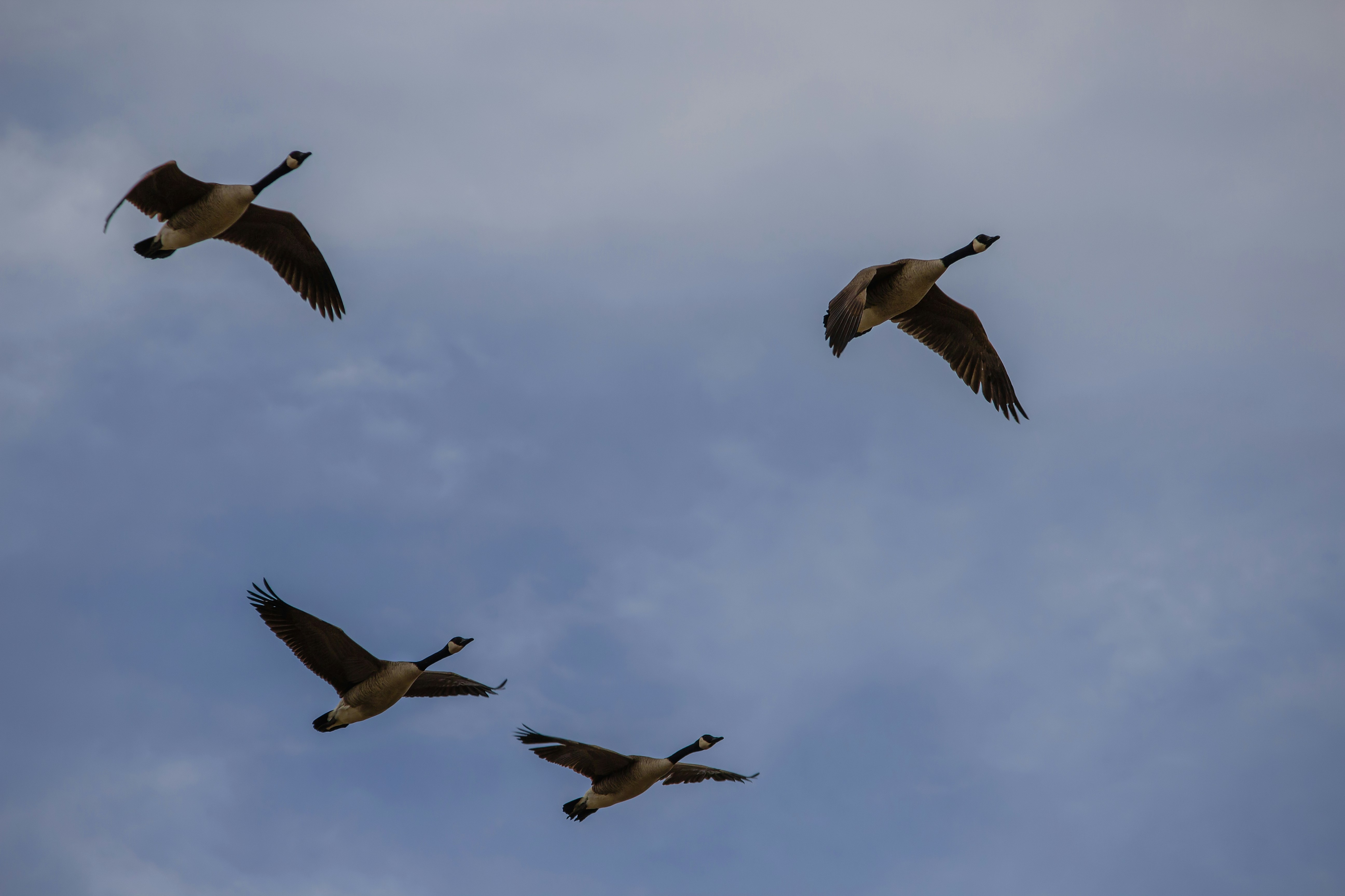 Four Canada geese flying in formation against a soft blue sky, showcasing their graceful movement and natural beauty.