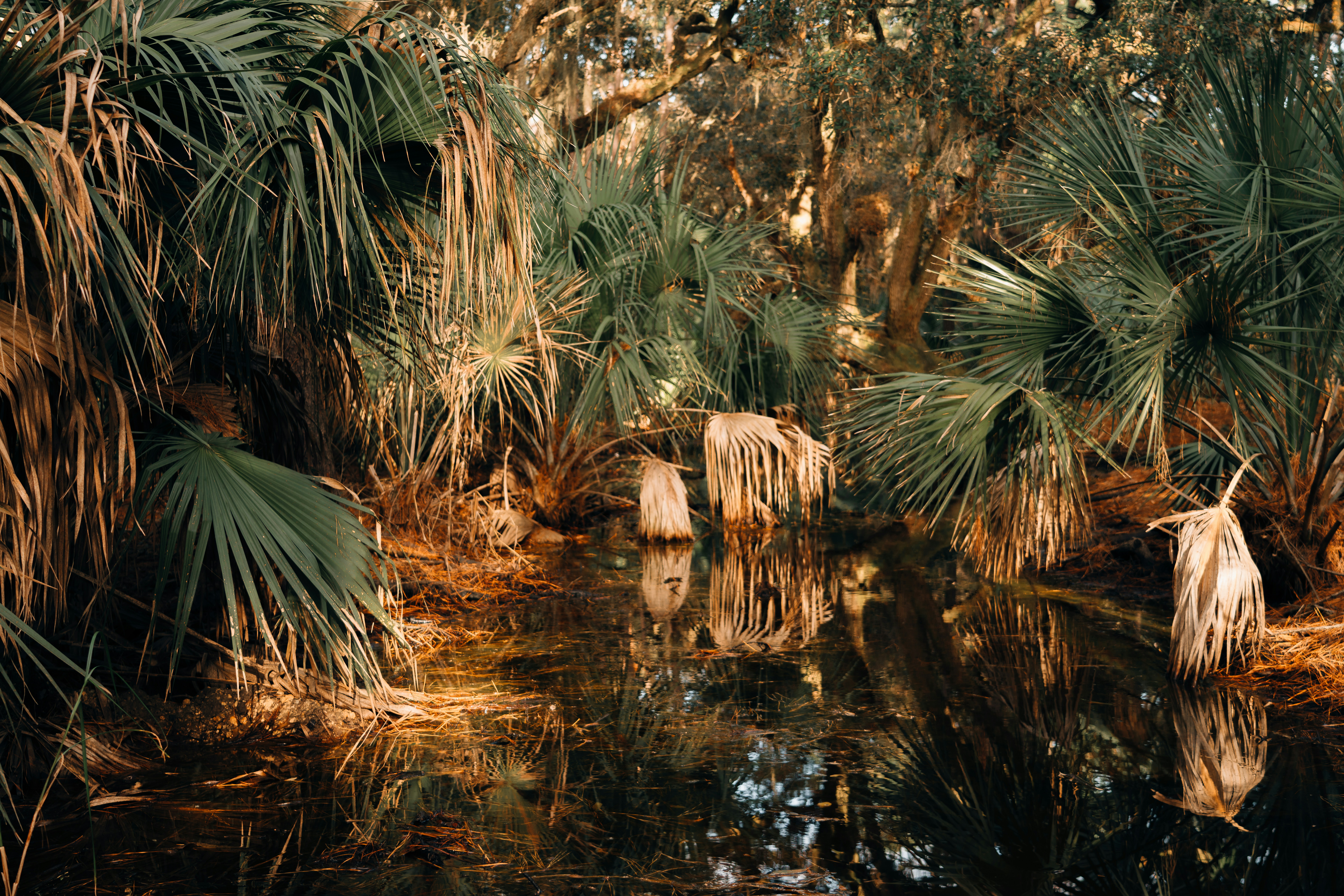 Swamps Pictures | Download Free Images on Unsplash