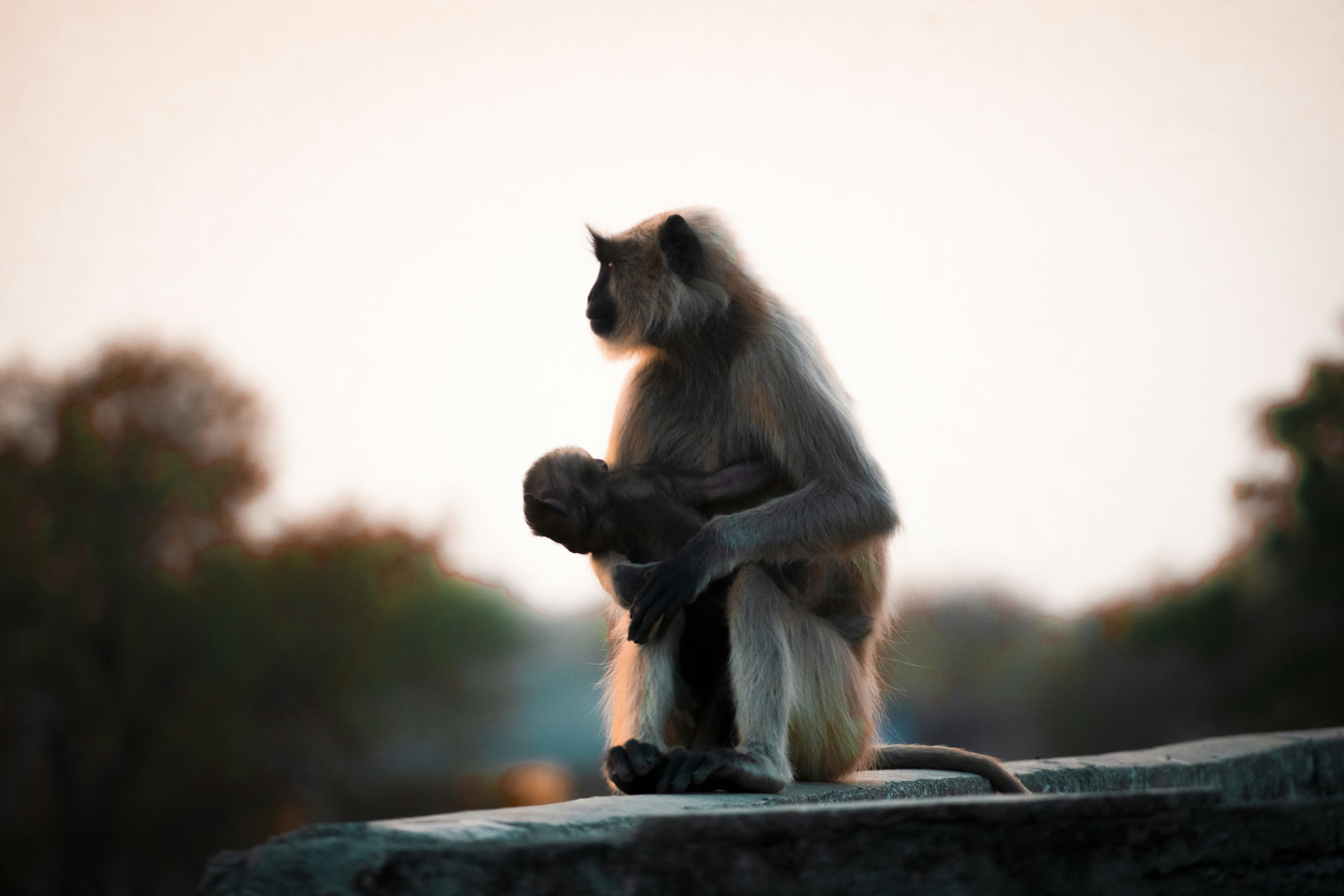 Dusk on the Rail: A Langur and Its Tiny Passenger