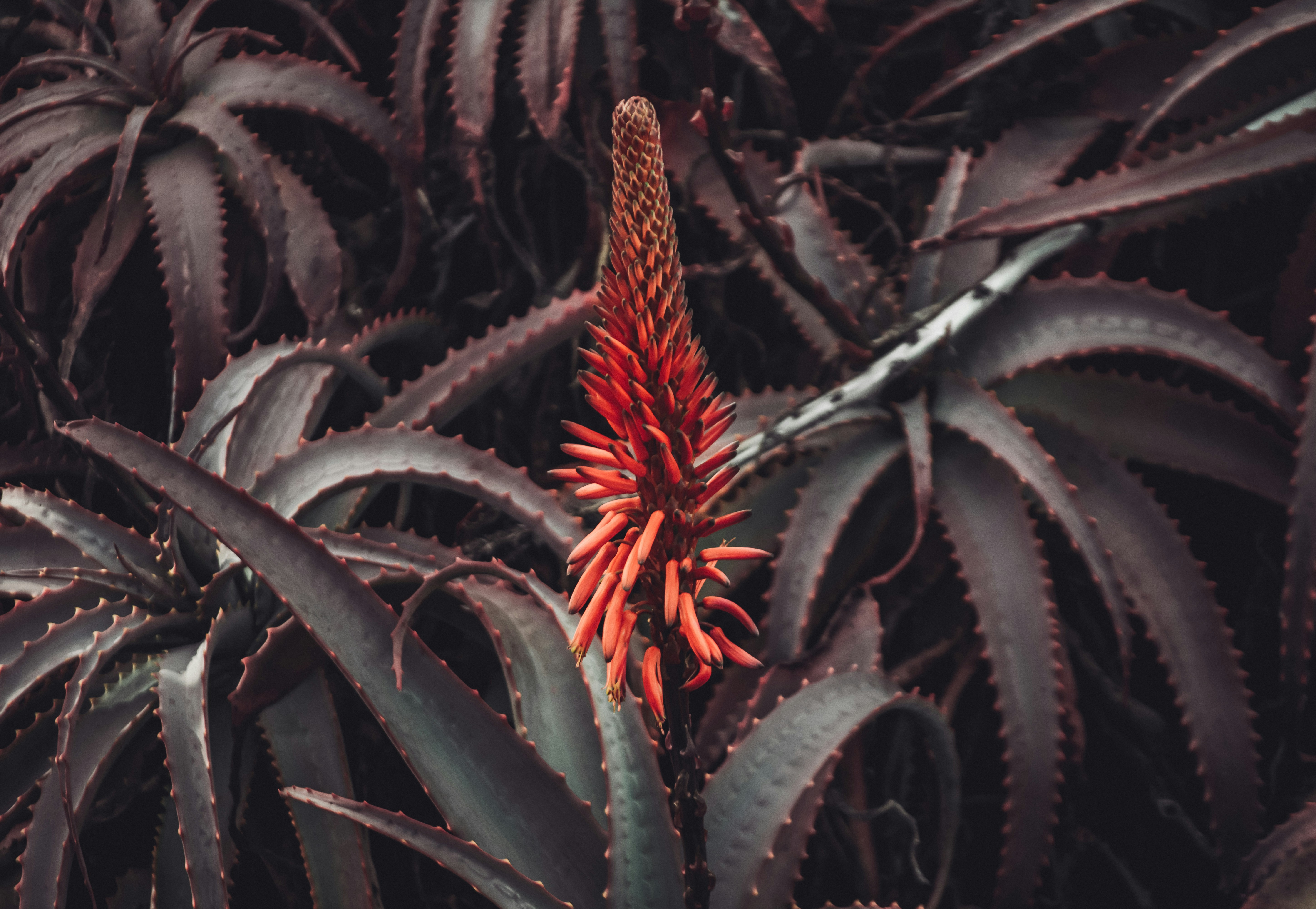 Vibrant red flower emerging from deep green, spiky leaves.