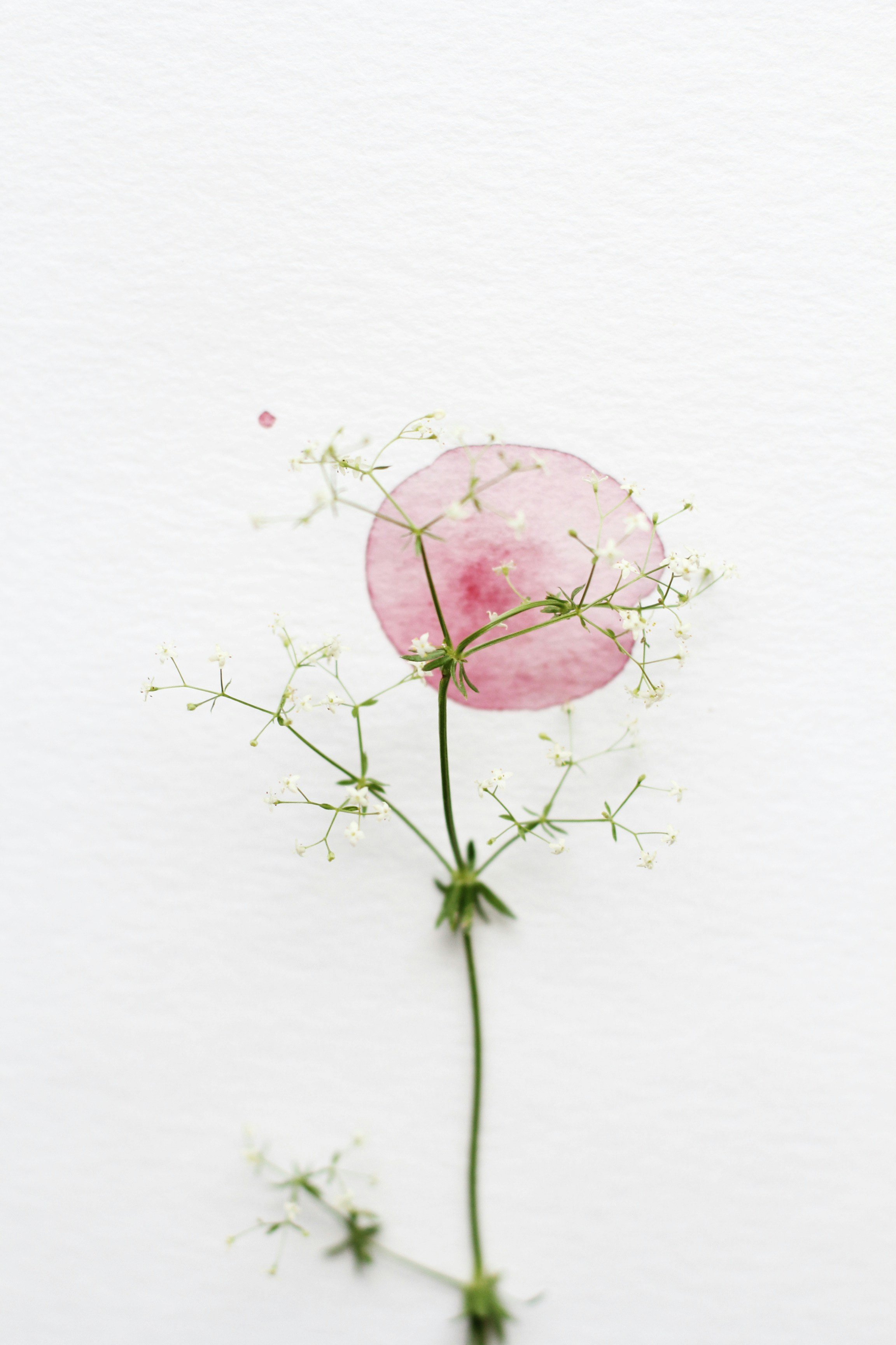 Delicate white flowers intertwined with a soft pink watercolor circle on a textured background.