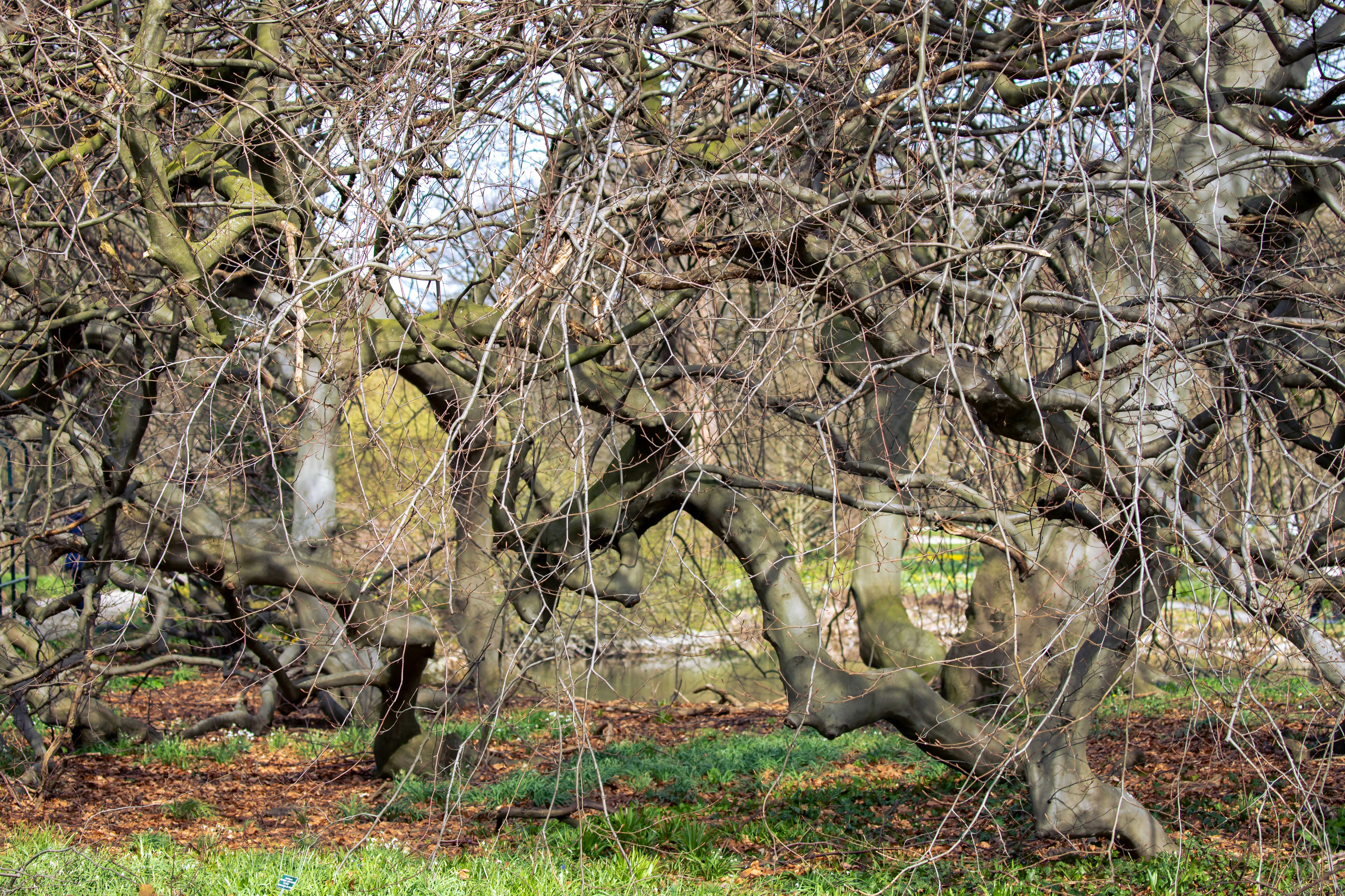 Árbol marrón en un campo de hierba verde durante el día foto – Imagen ...