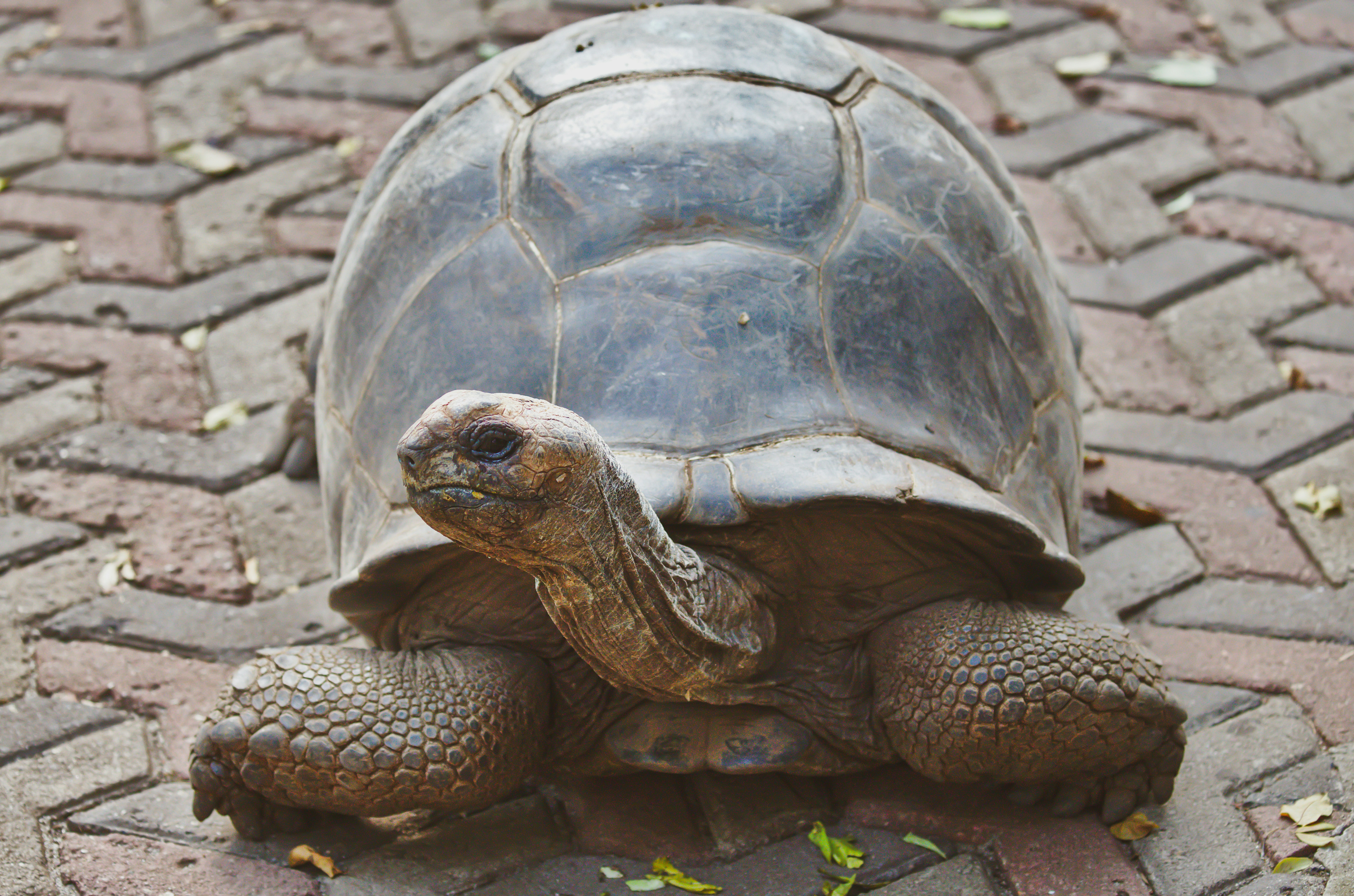 A tortoise slowly traversing a patterned pathway, showcasing its textured shell and calm demeanor.