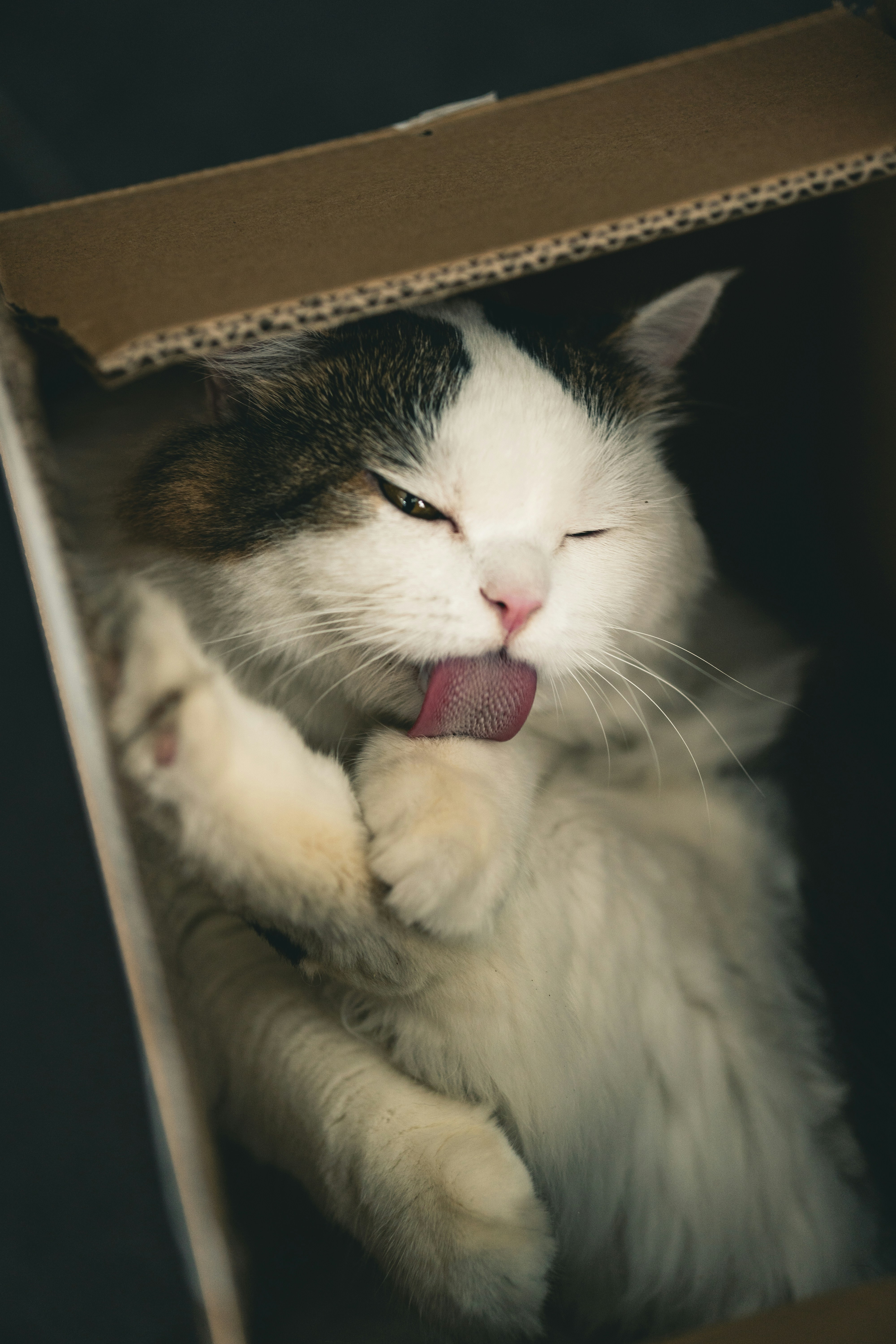 A fluffy cat lounging inside a cardboard box, grooming itself with its tongue out. The cozy setting highlights the cat's relaxed demeanor.