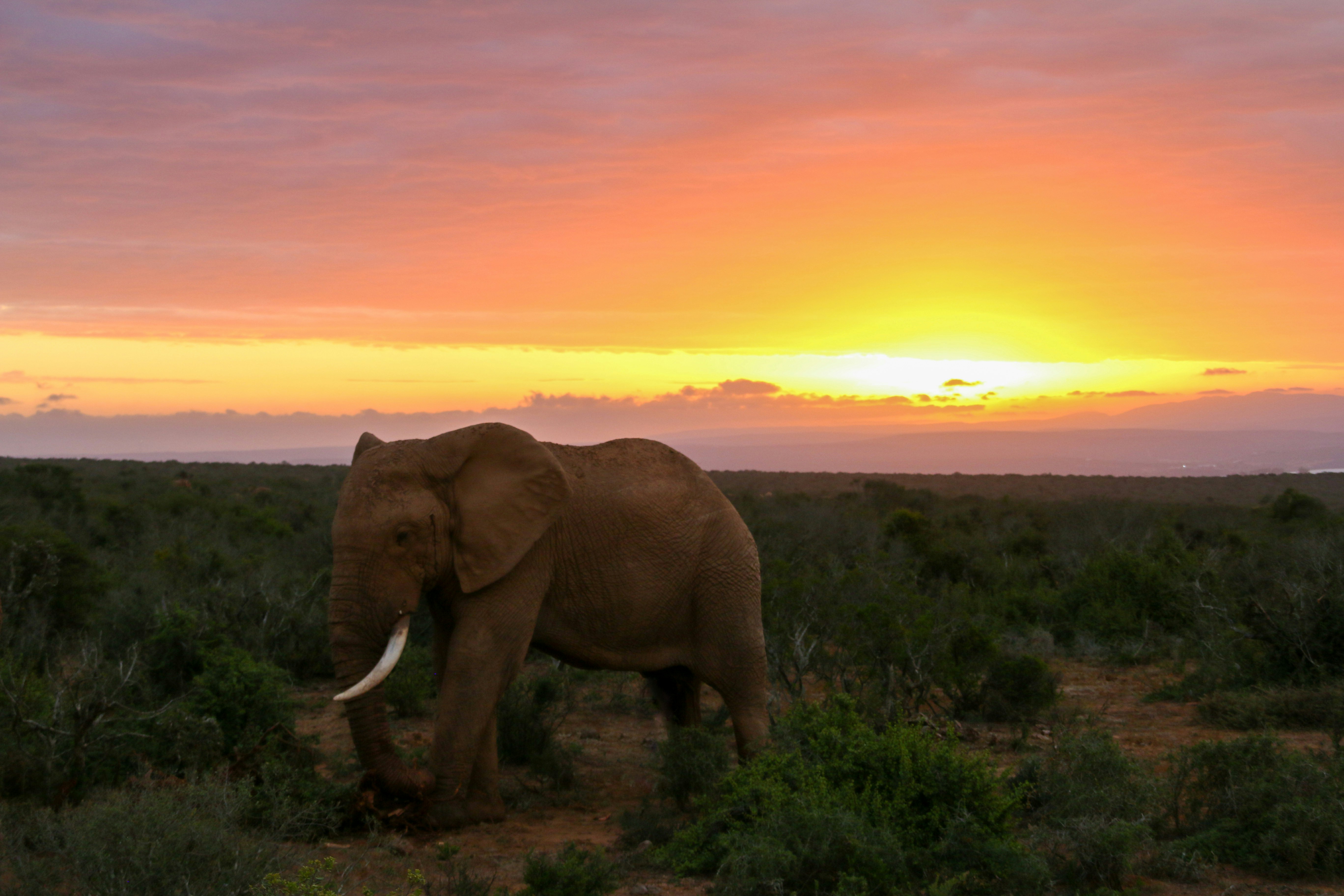 Brown elephant on green grass field during sunset photo – Free Elephant ...