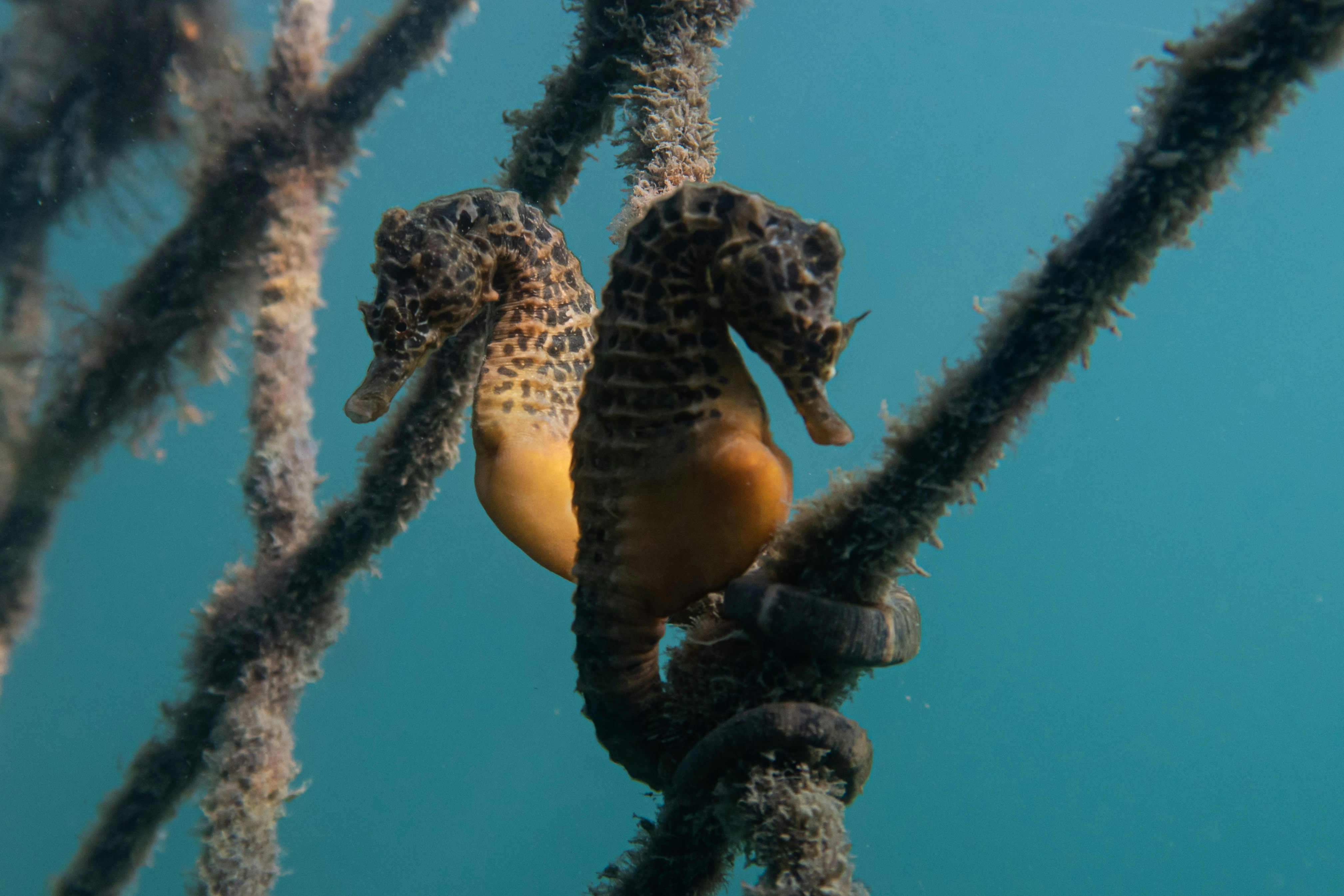 This captivating image showcases two seahorses entwined around underwater branches, set against a tranquil turquoise backdrop. The seahorses' textured bodies and warm golden hues contrast beautifully with the cool, muted tones of the ocean, creating a visually striking composition. The soft lighting enhances the serene and intimate atmosphere, drawing the viewer into this underwater moment of connection.