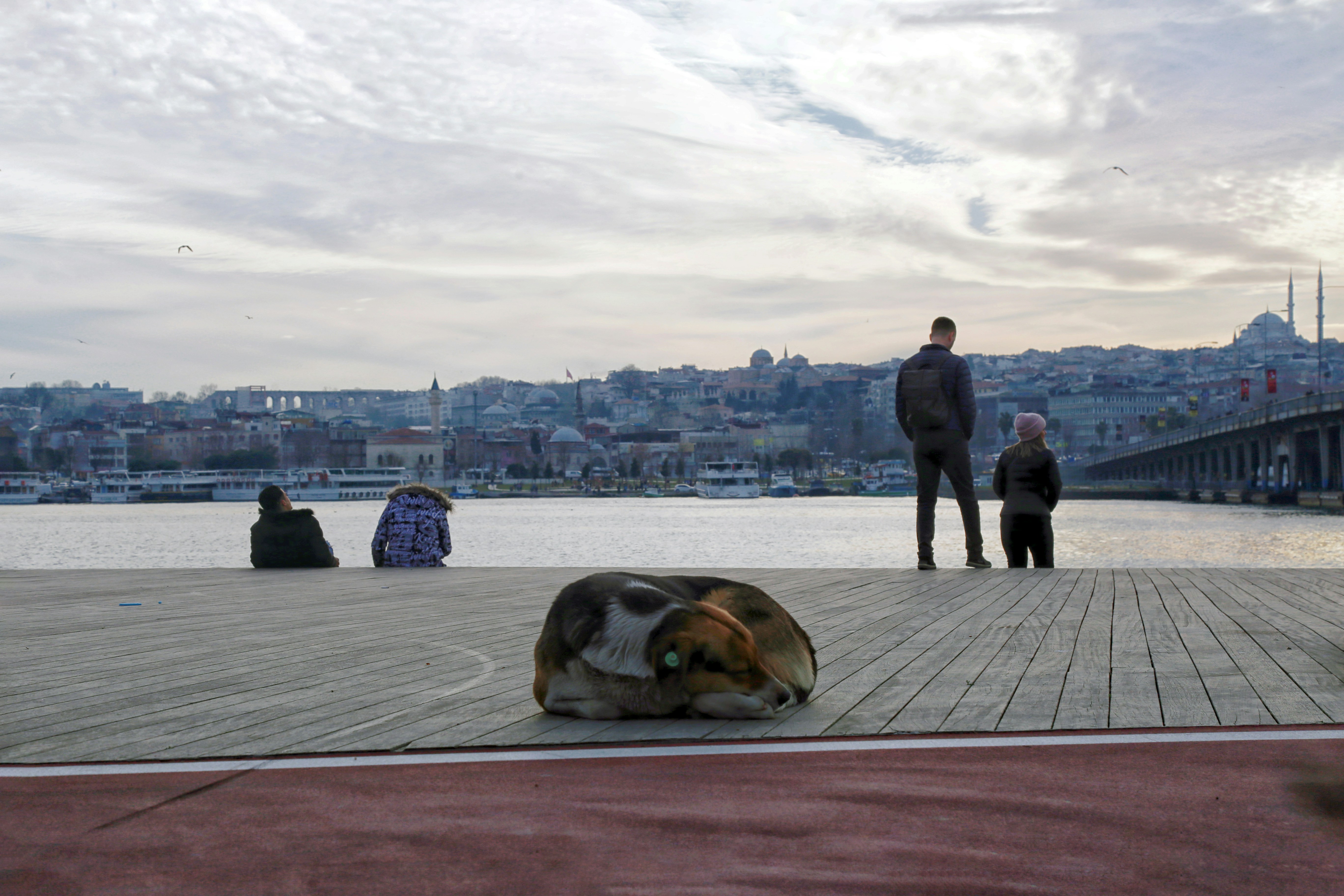 Dockside Quiet: A Sleeping Dog on the Pier with a Cityscape Backdrop