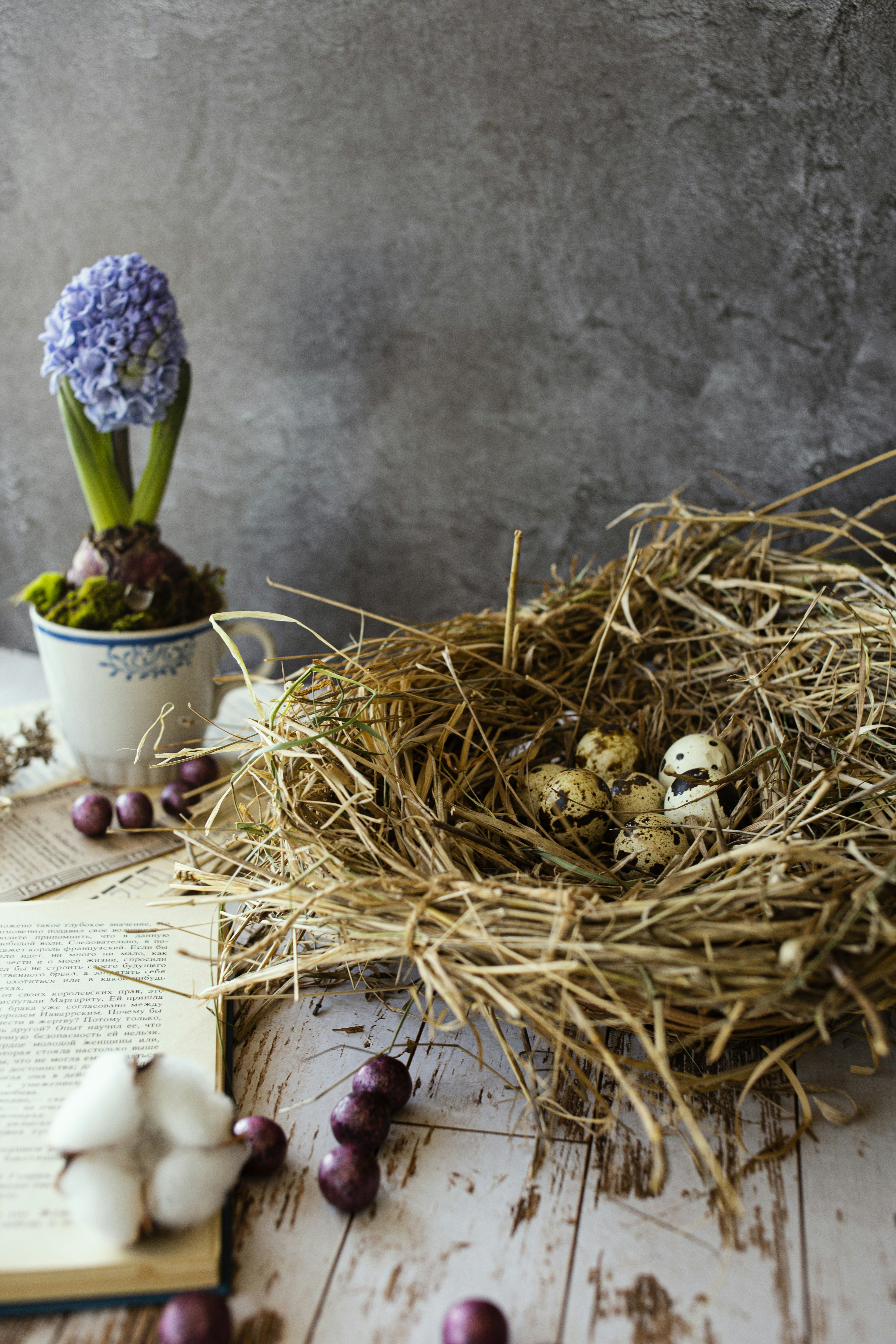 A Quiet Nest: Hyacinth Watch Over Fallen Quail Eggs