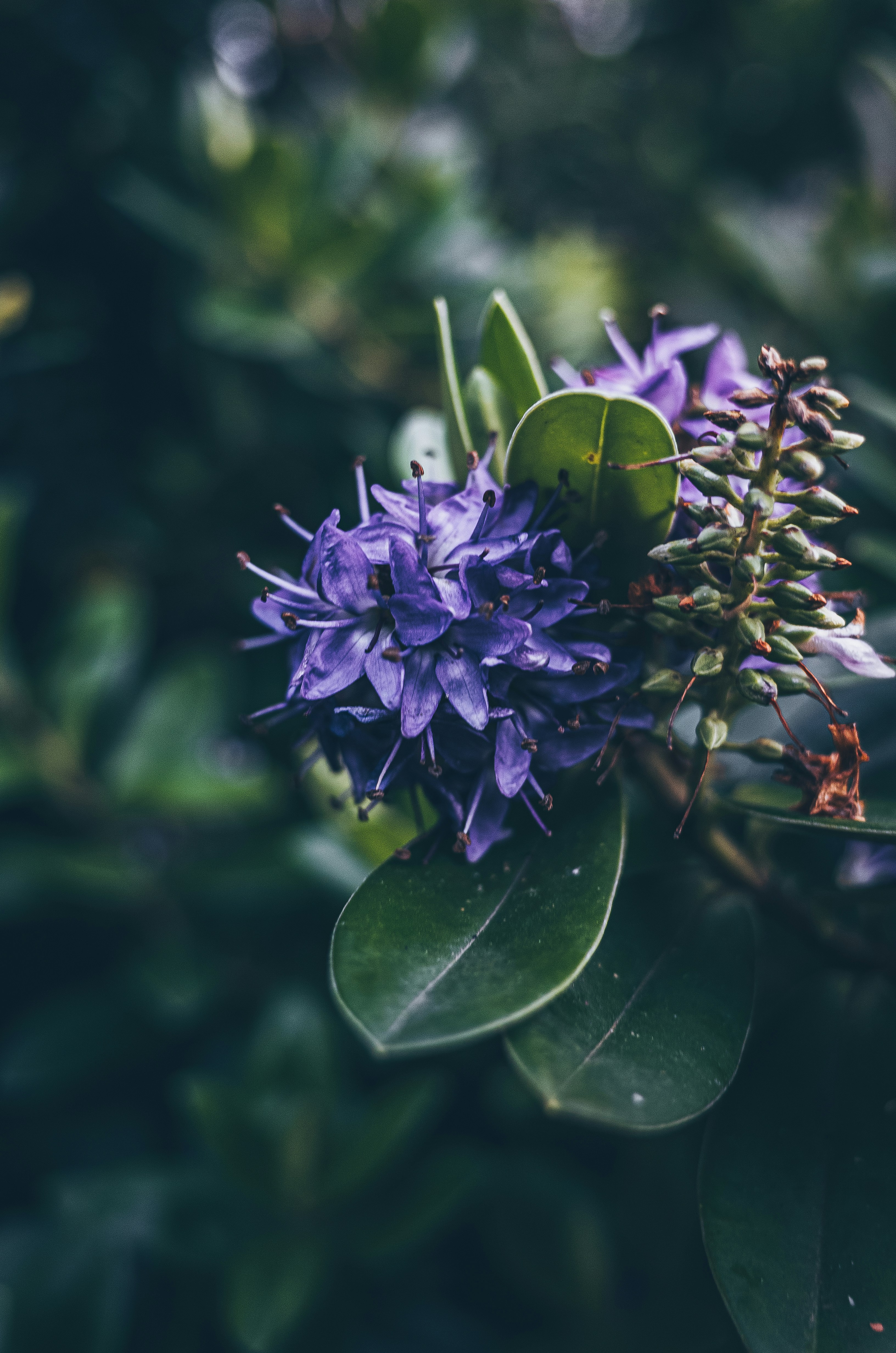 Emerald Veil Framing a Violet Bloom