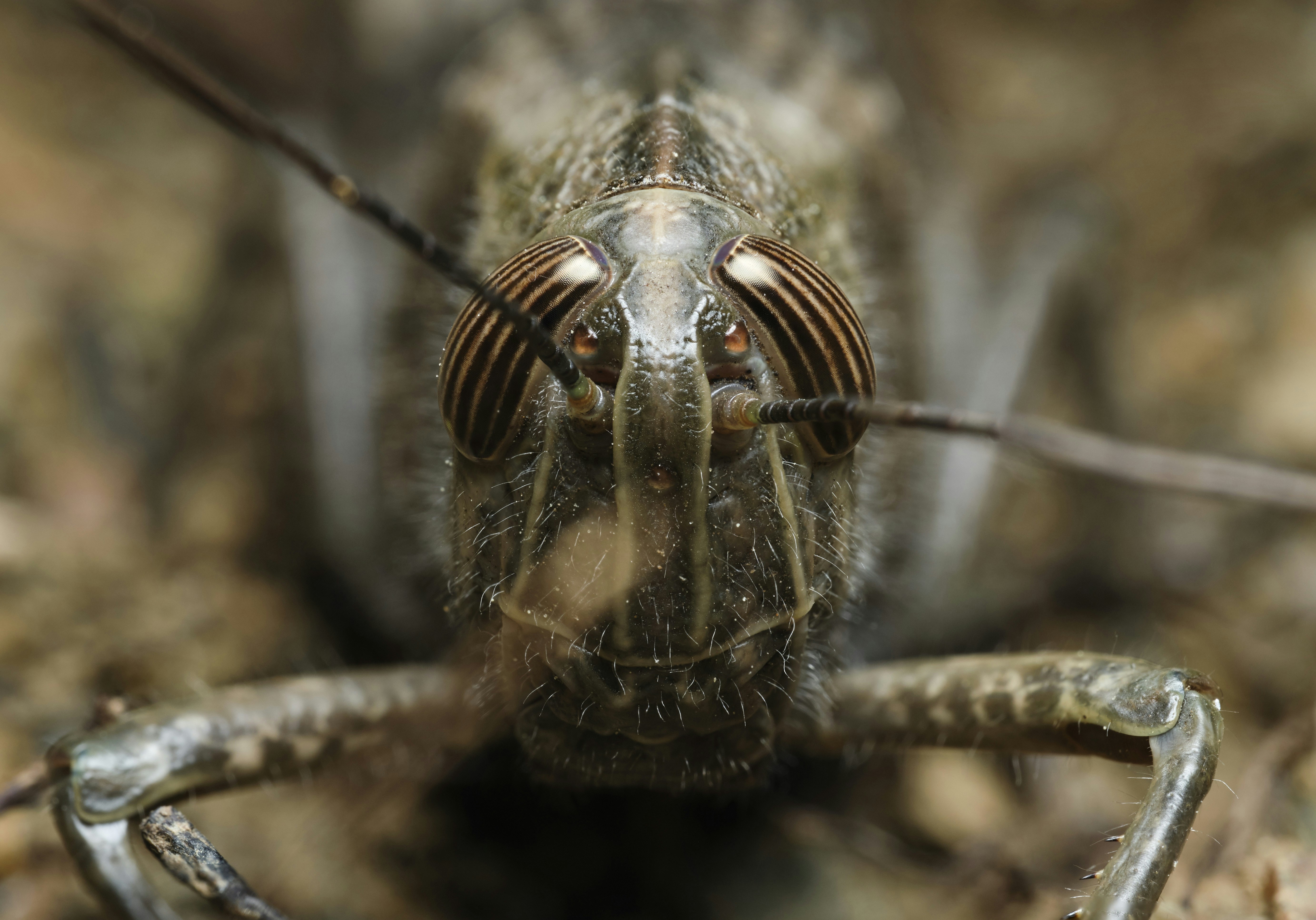 Close-Up of a Megalomaniac Mandibles: A Macro View into an Antlion's Gaze