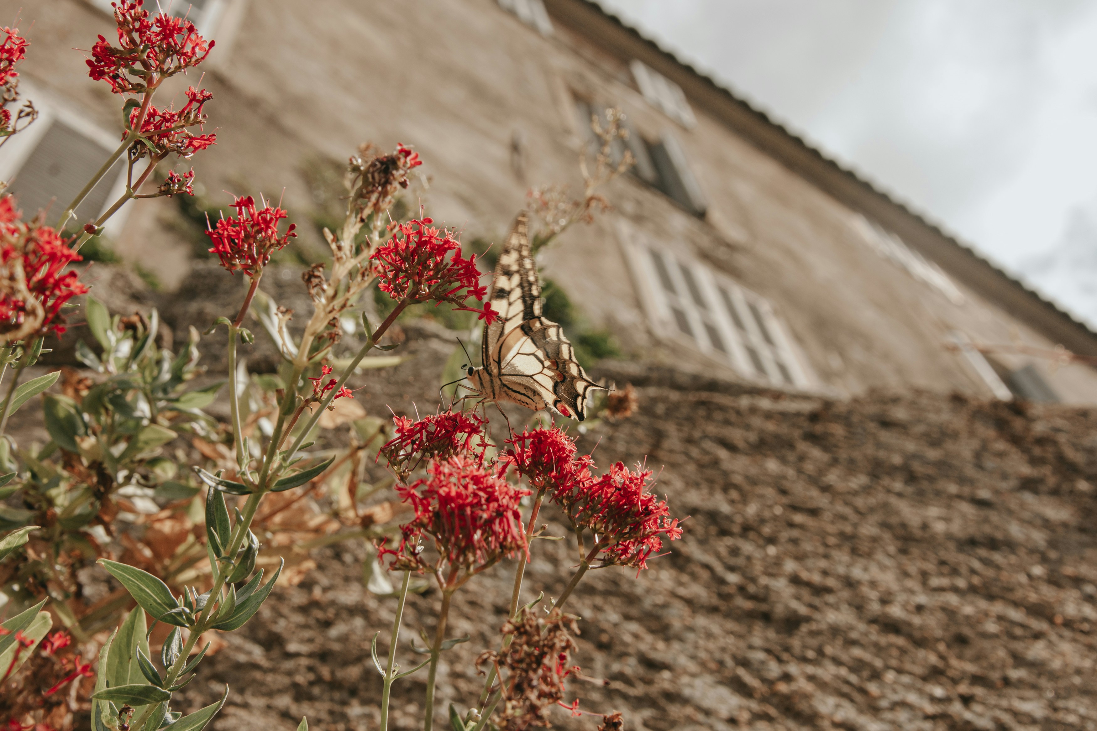 Crimson Blooms Guard a Weathered Cottage Wall